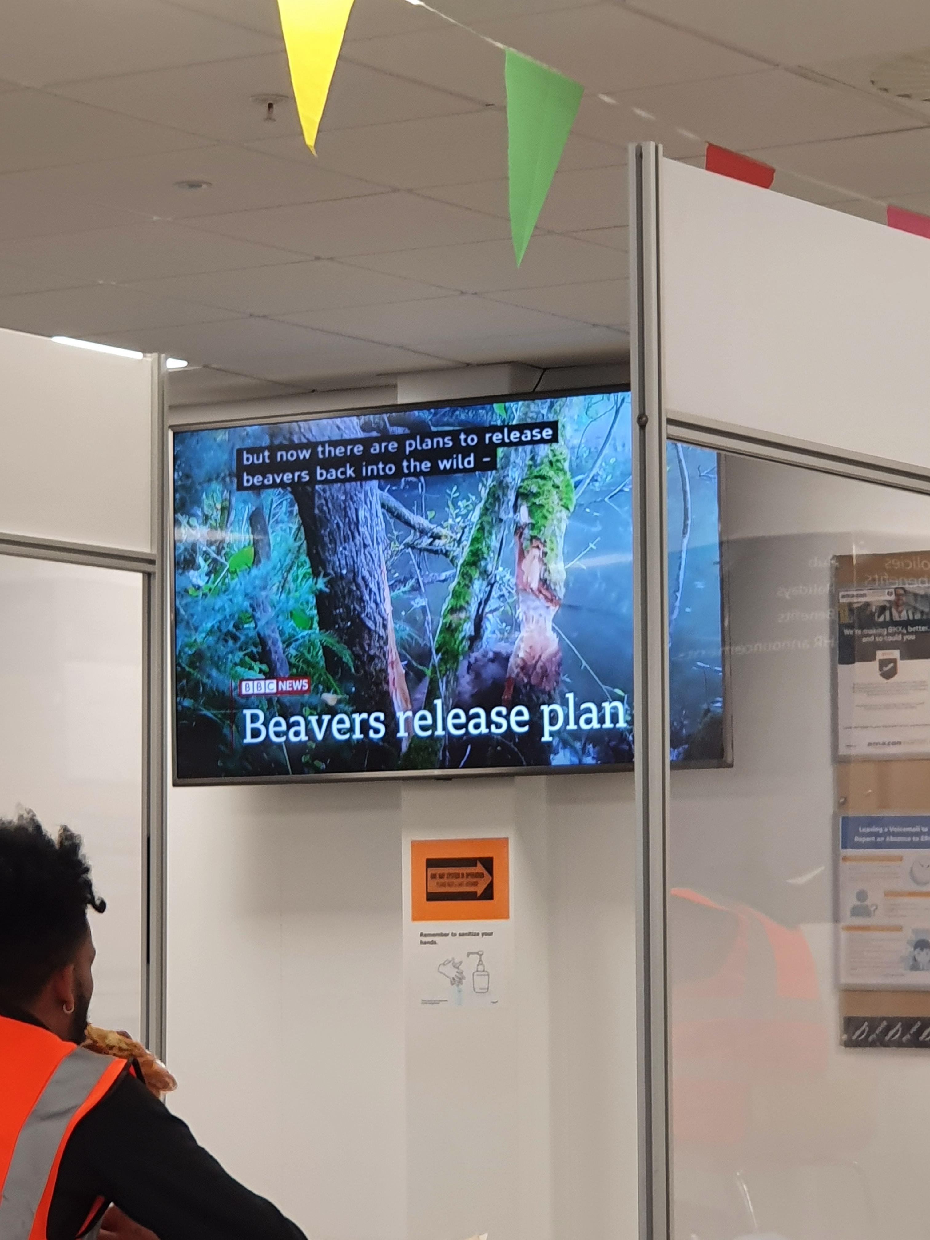 Beaver manifesto was released today x | Scrolller