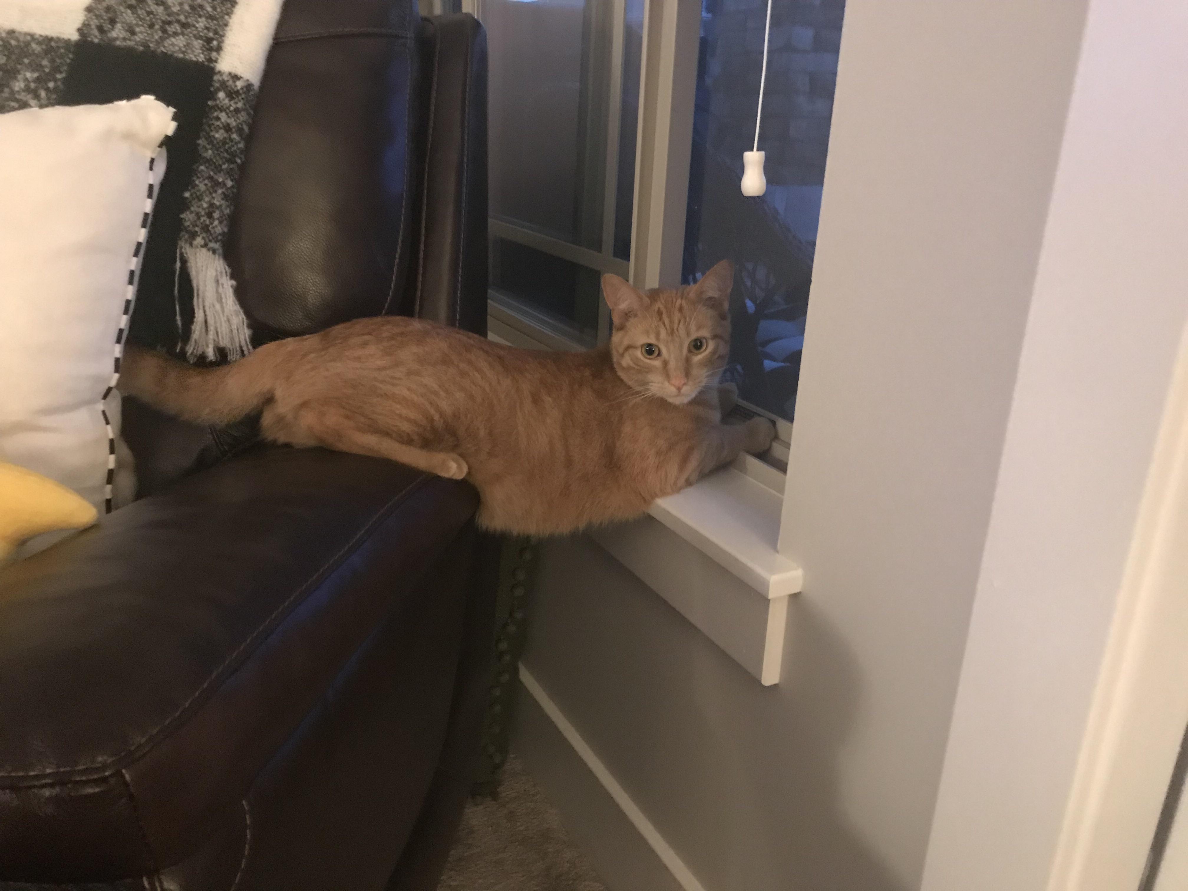 Because sitting on the actual window ledge makes too much sense😹 | Scrolller