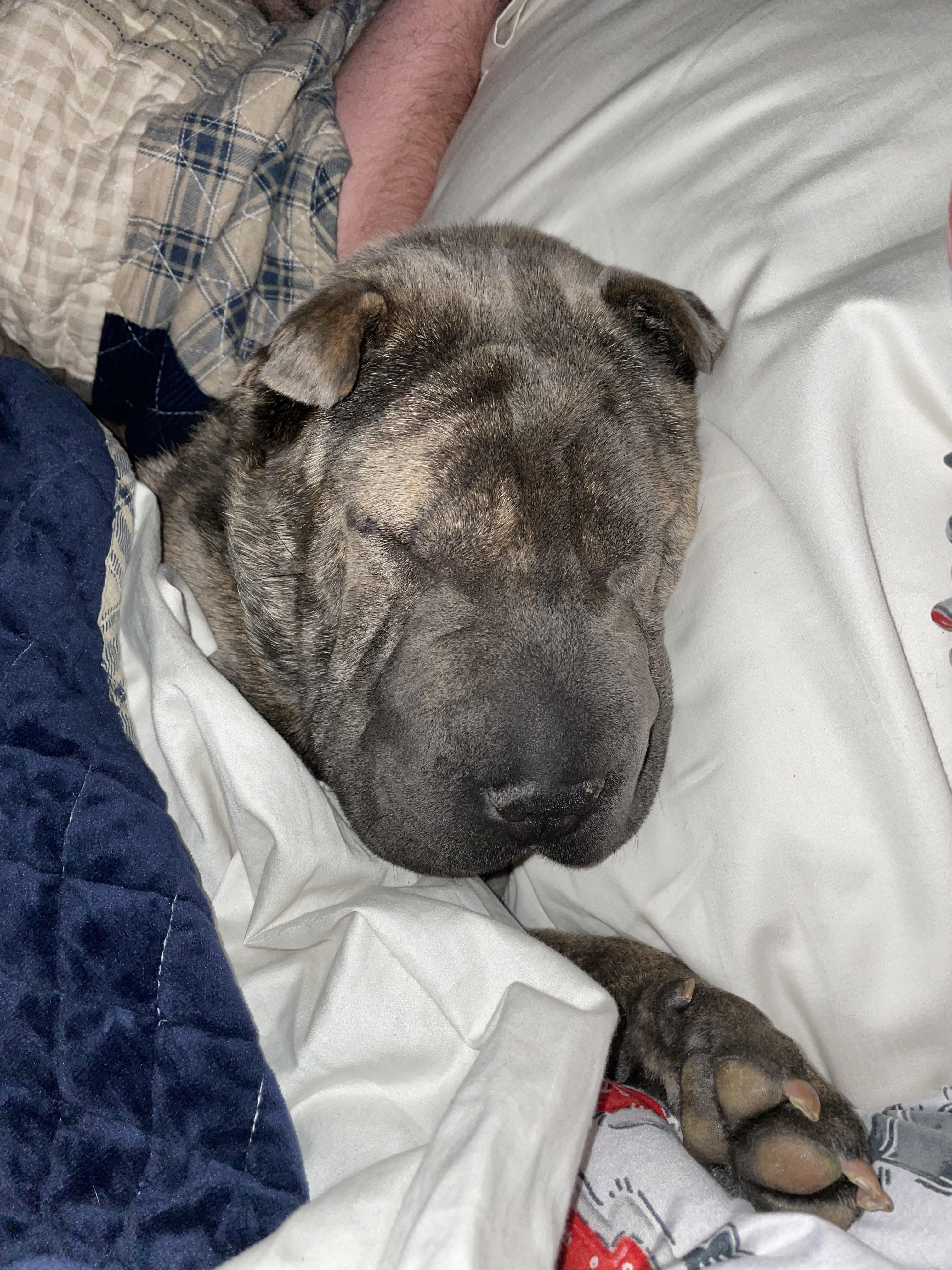 Bedtime cuddles from my sweet Dolly girl 🥰 | Scrolller