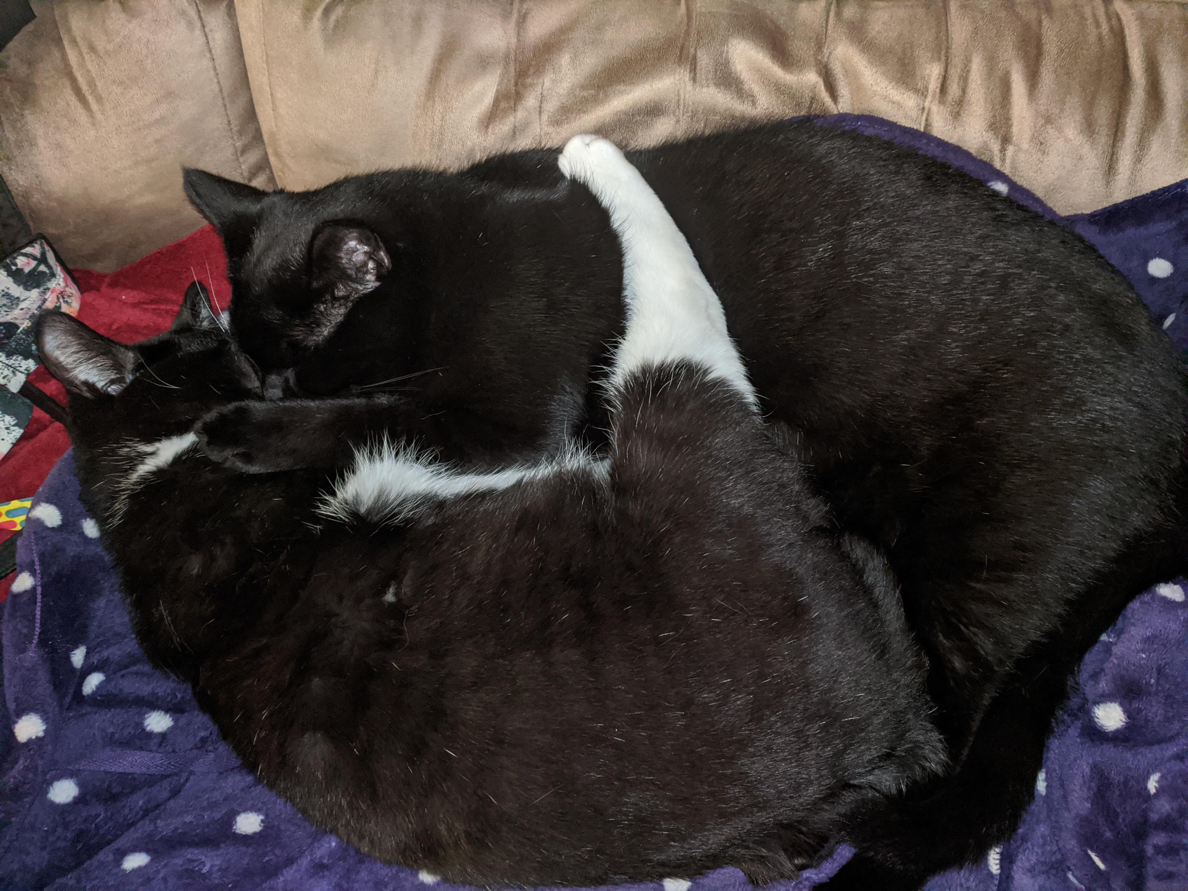 Bedtime snuggles, leg for effect | Scrolller