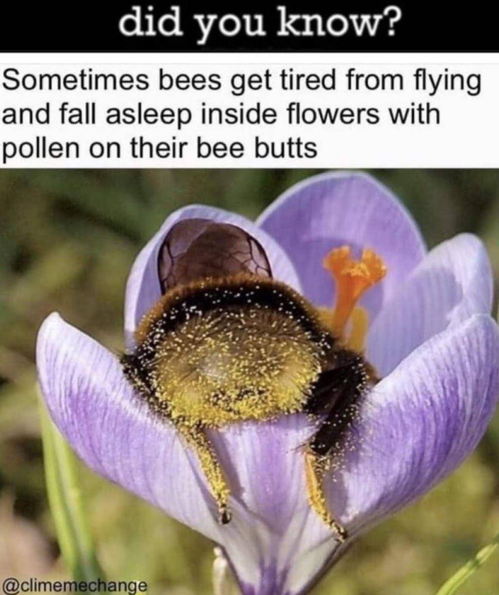 Bee fact | Scrolller