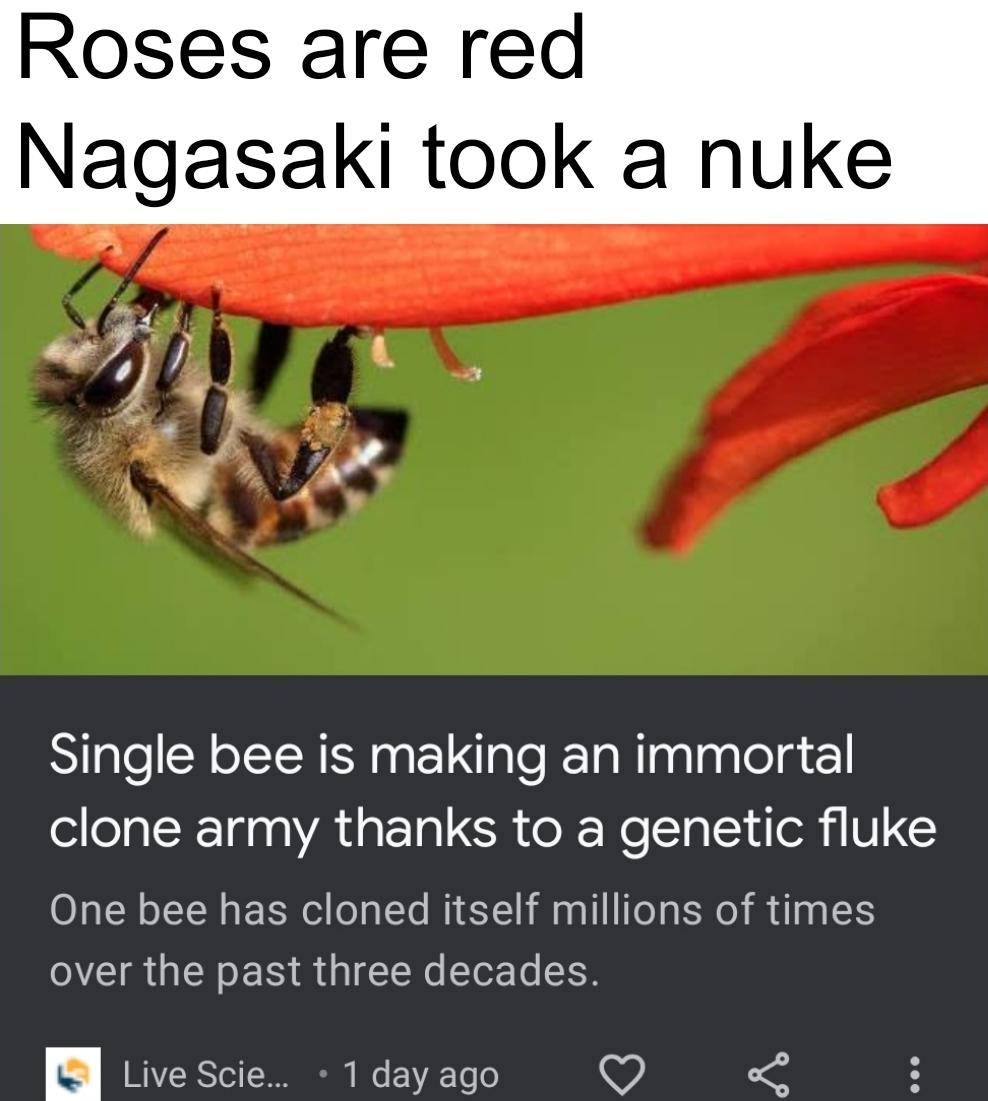 Bee goes buzz | Scrolller