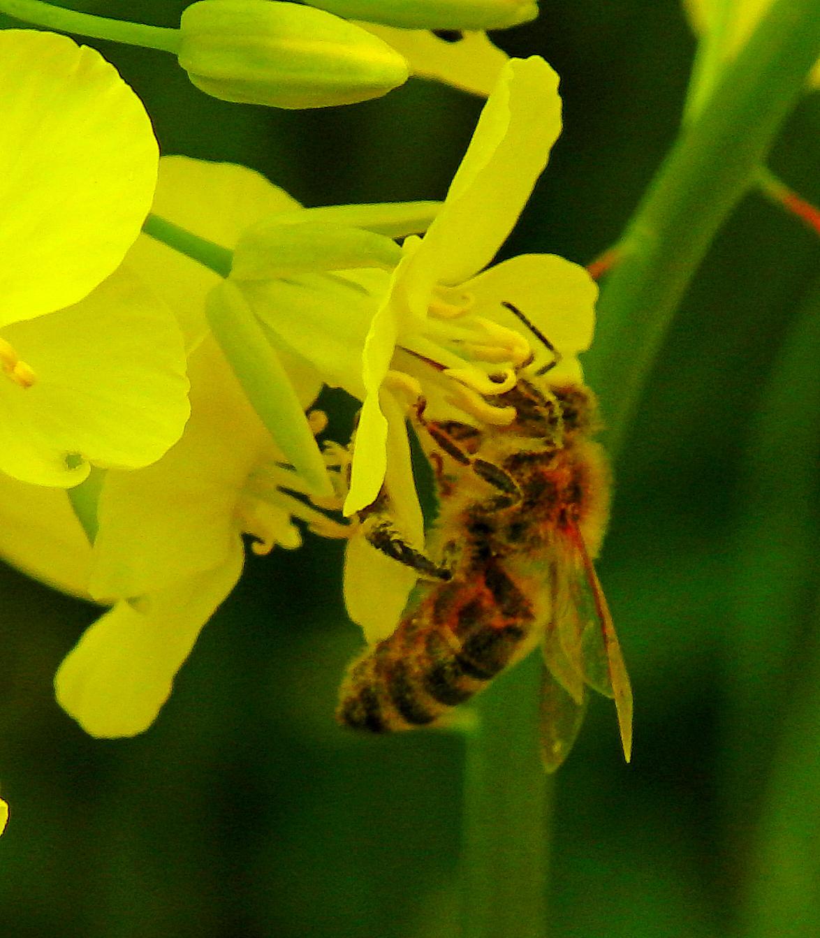 Bee Happy. | Scrolller