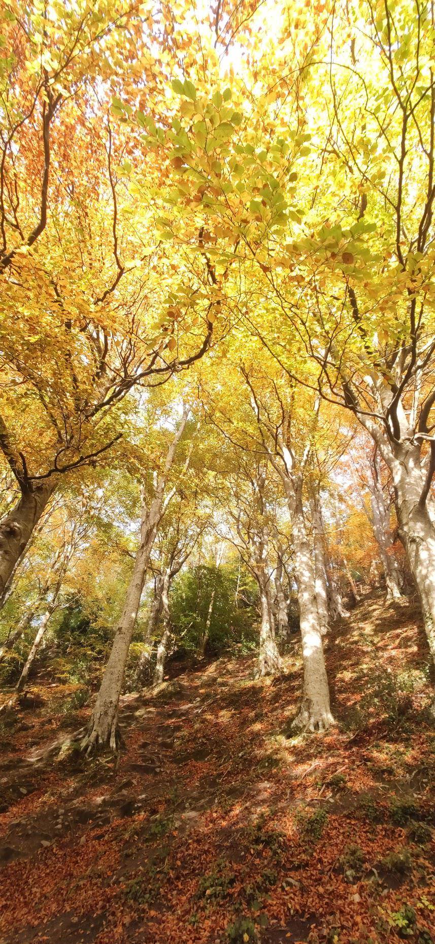 Beech Trees, Knocksink wood, Wicklow, Ireland (857 x 1858) [OC] | Scrolller