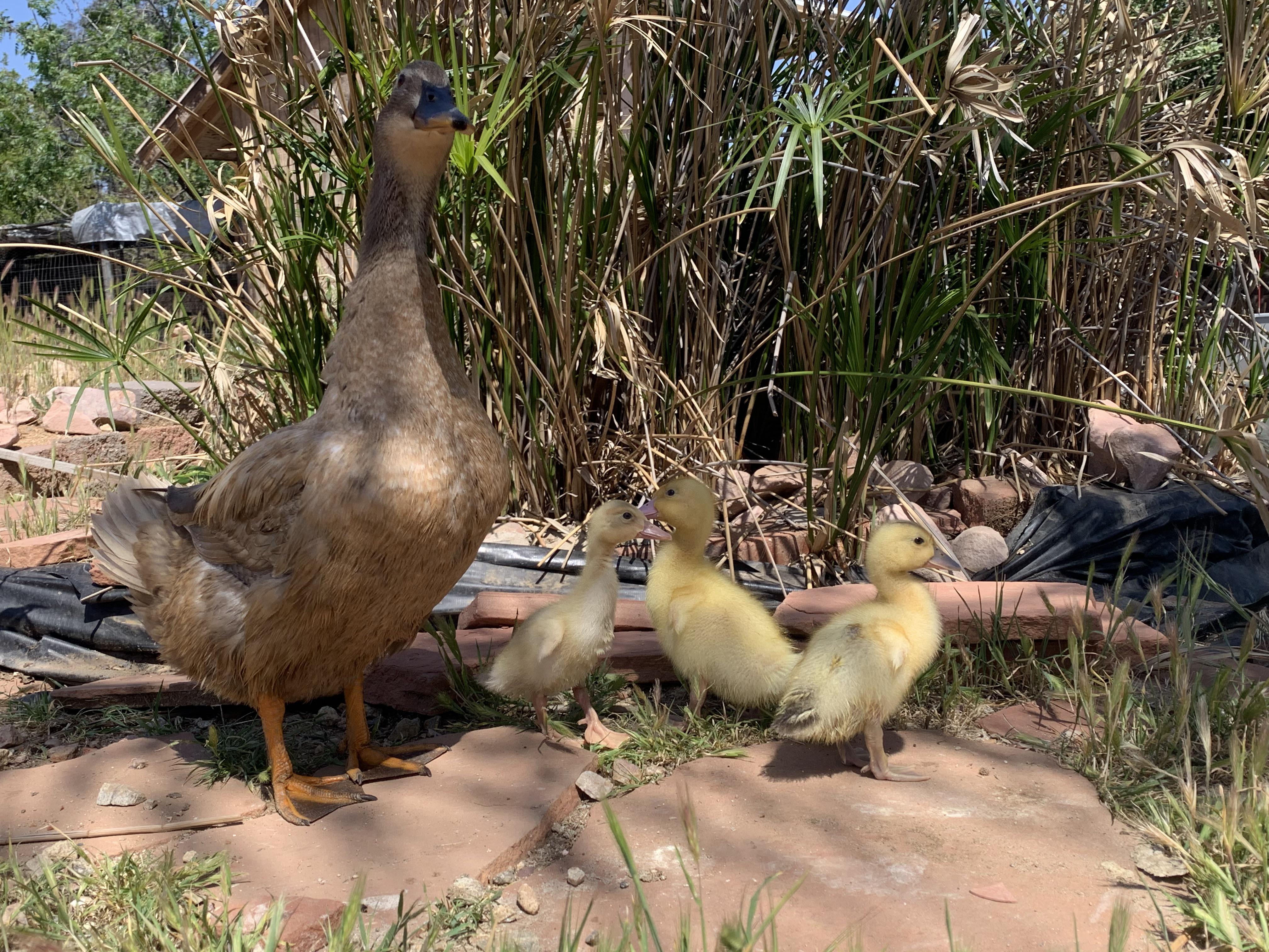 Beefy and her soup squad; Celery, Cabbage, and Tomato | Scrolller