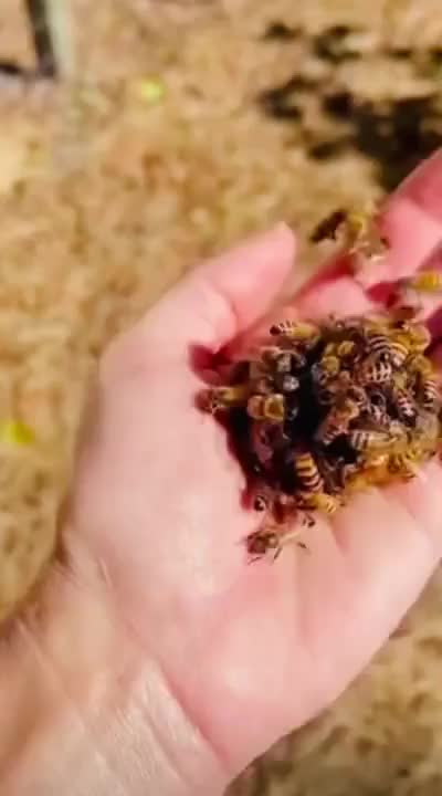 Bees balling around a queen to kill her | Scrolller