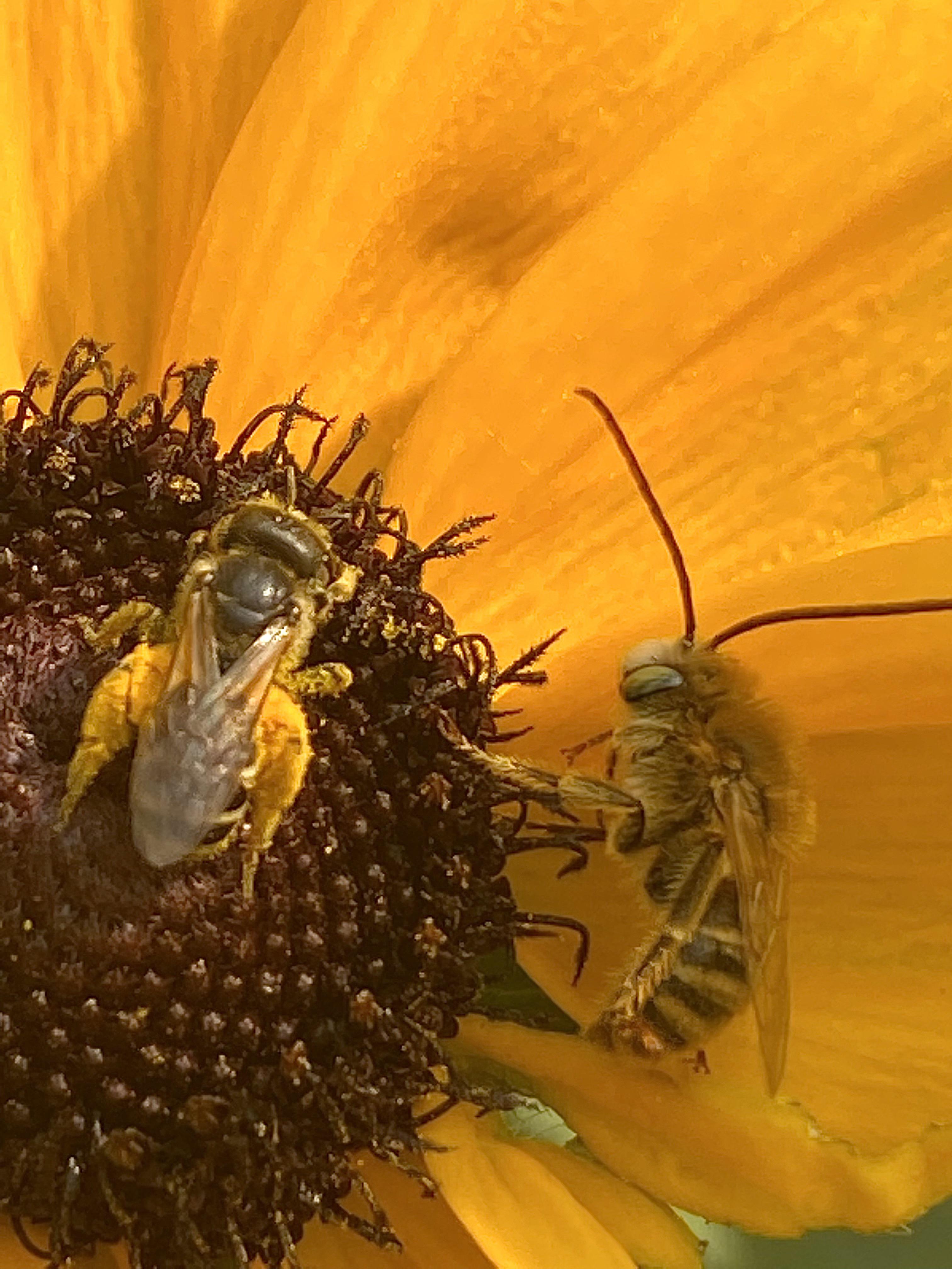 Bees chilling | Scrolller