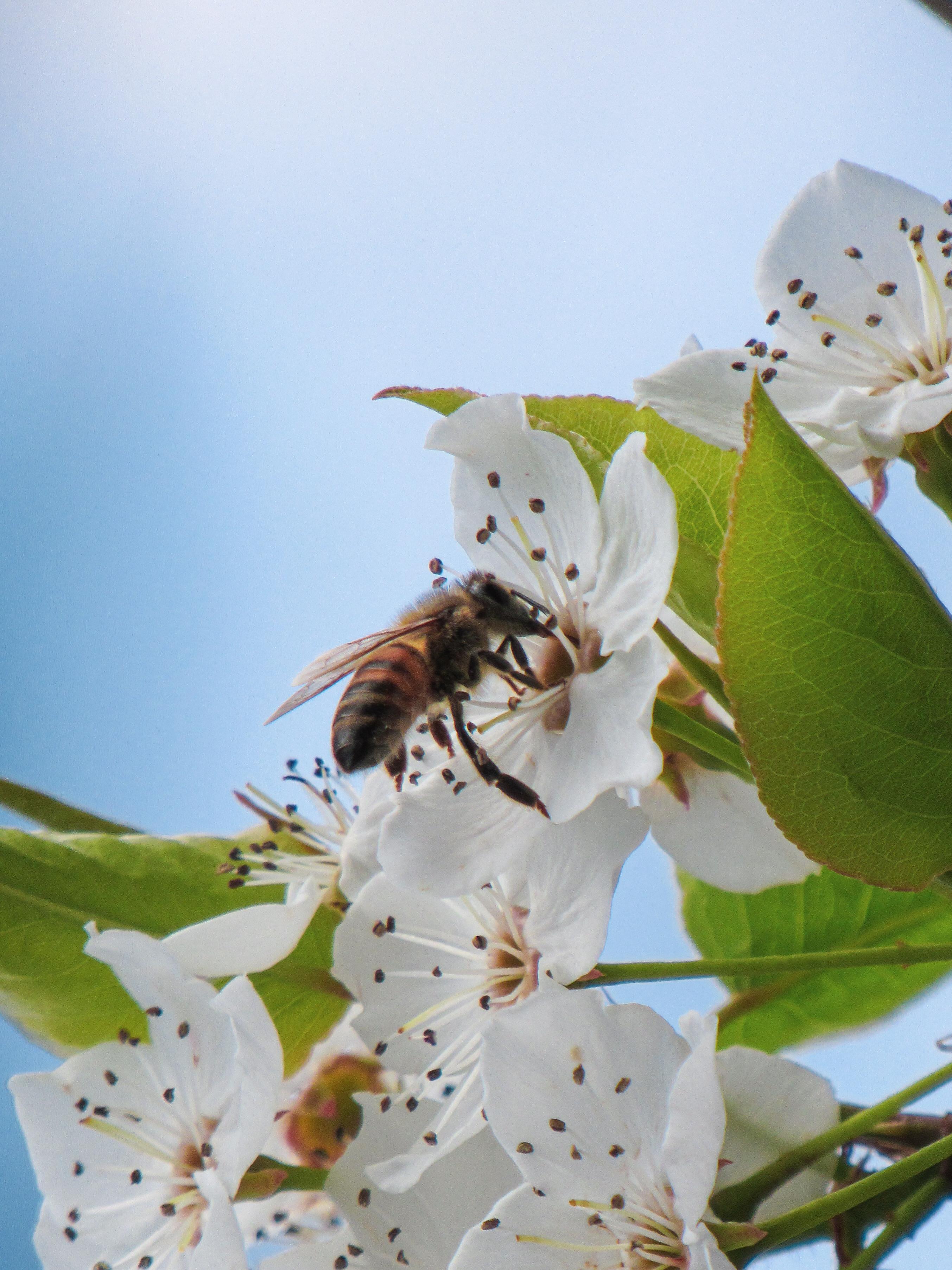 Bees in my yard! | Scrolller