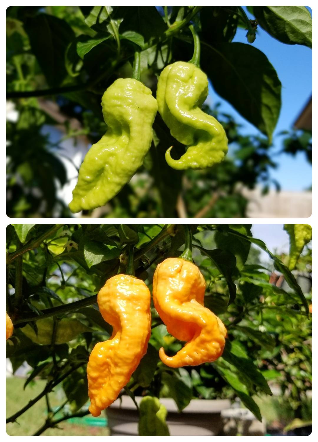 Before and after | Scrolller