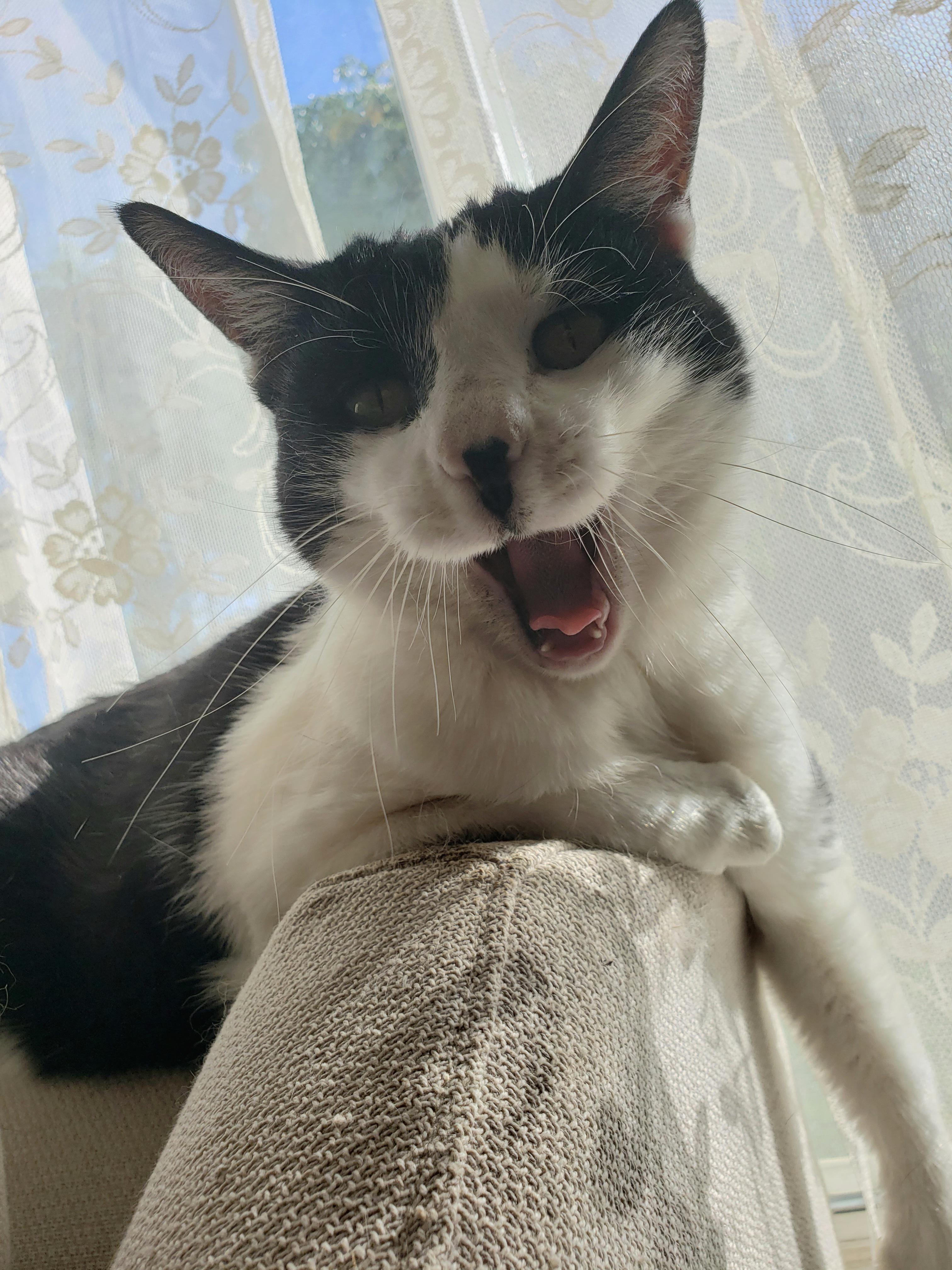 Behold, a happy Kitler! | Scrolller