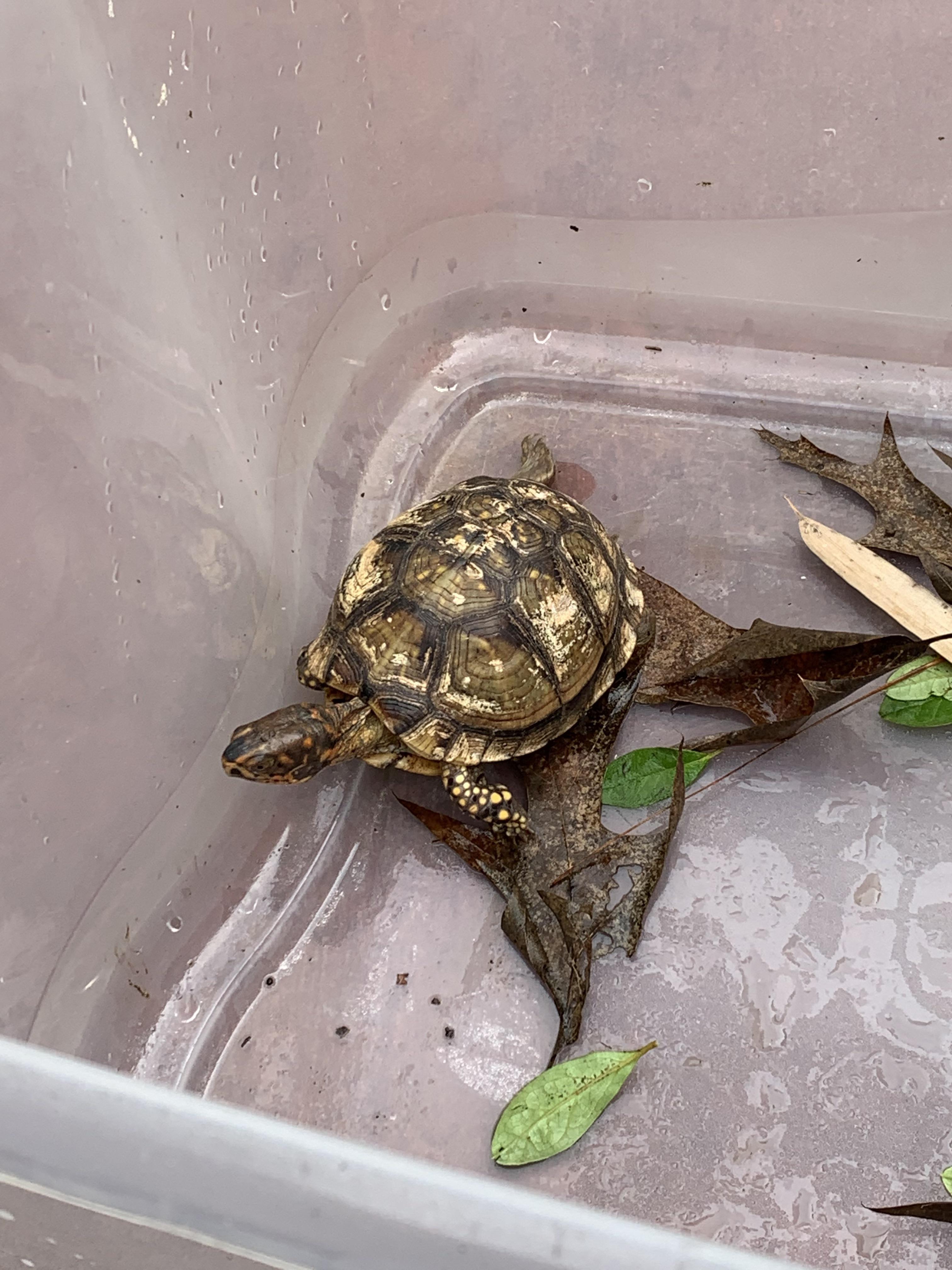 Behold Sheldon | Scrolller