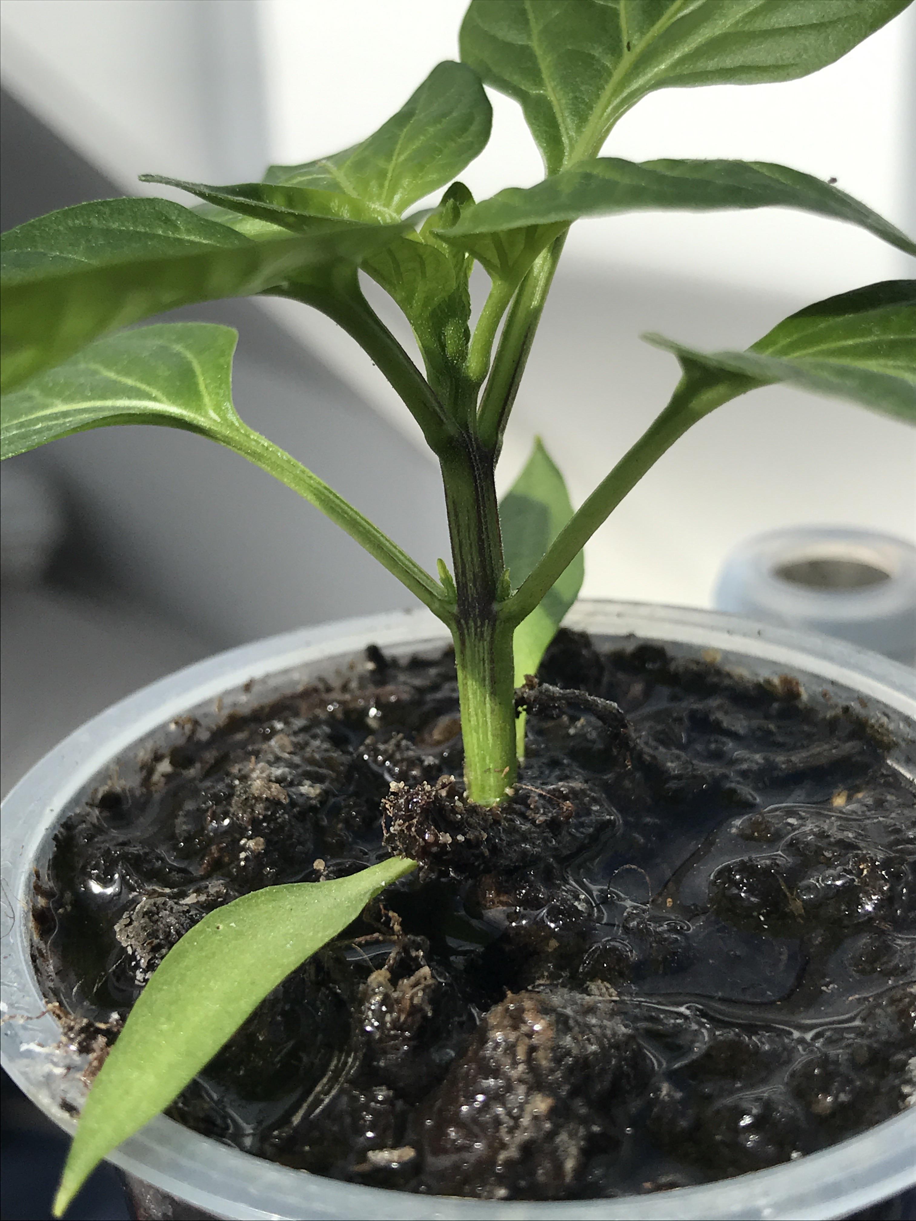 Bell Pepper; Anyone know what these black marks on the stalk are? | Scrolller