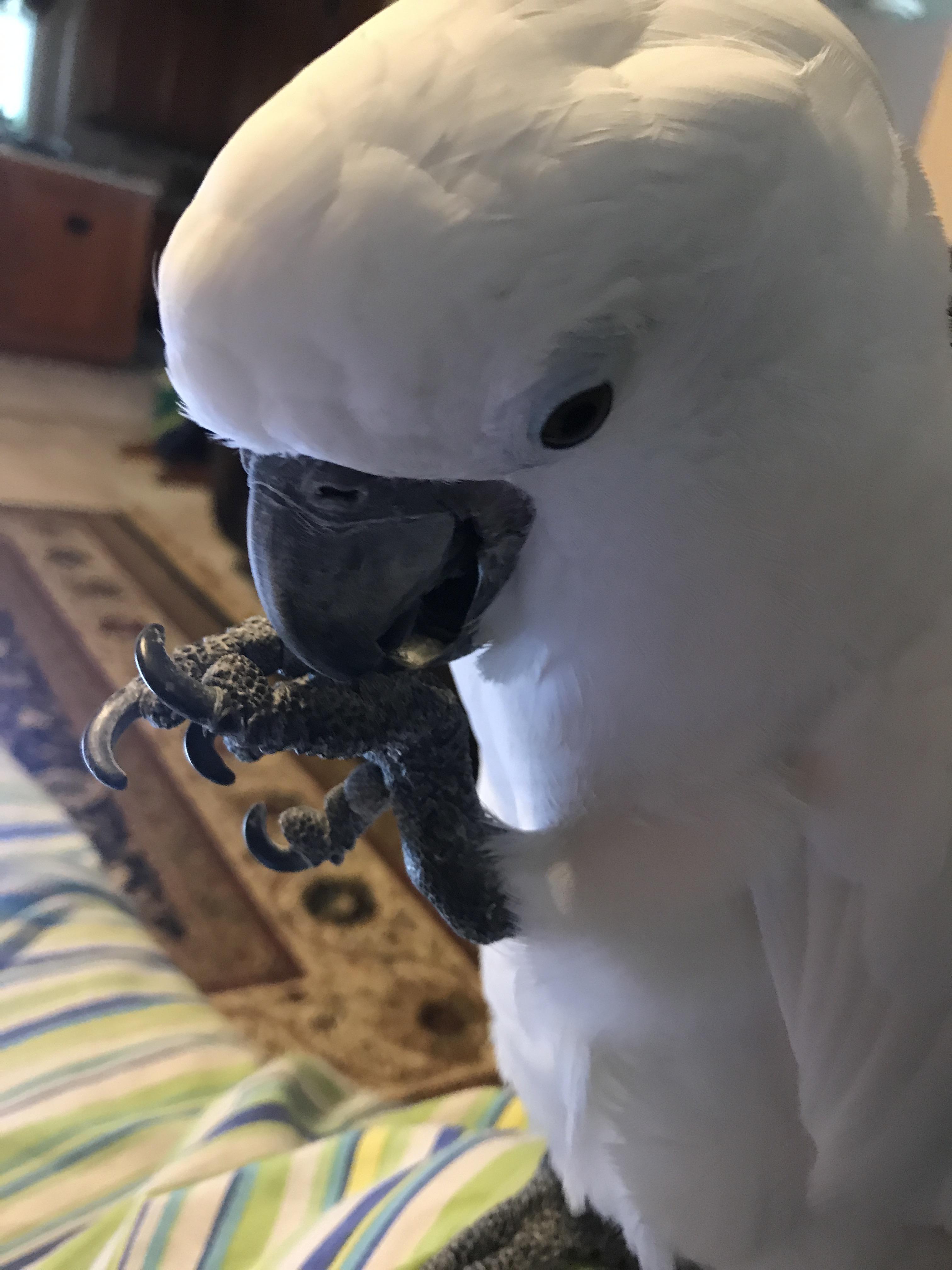 Bella, my Borb god | Scrolller