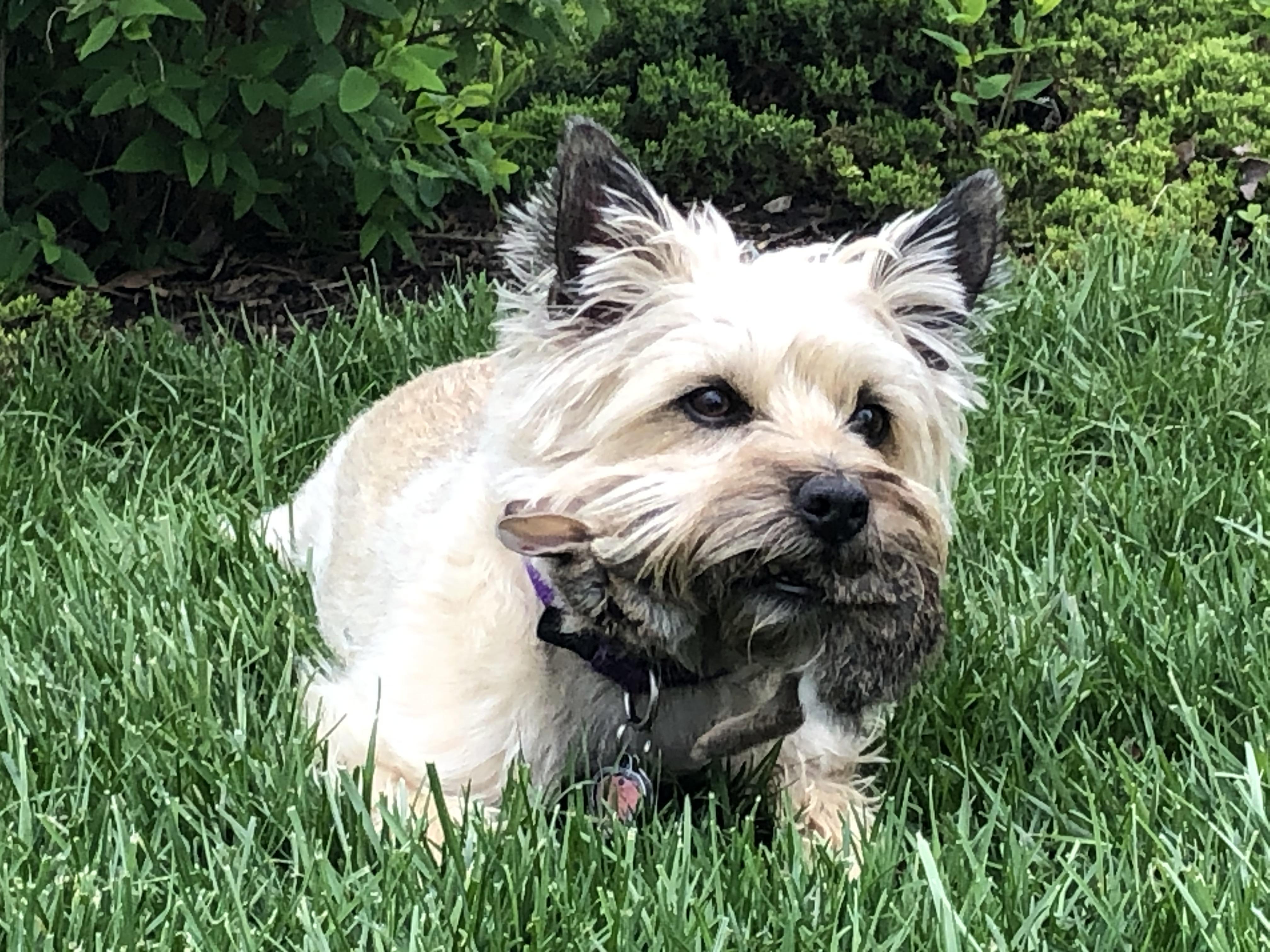 Bella the hunter | Scrolller