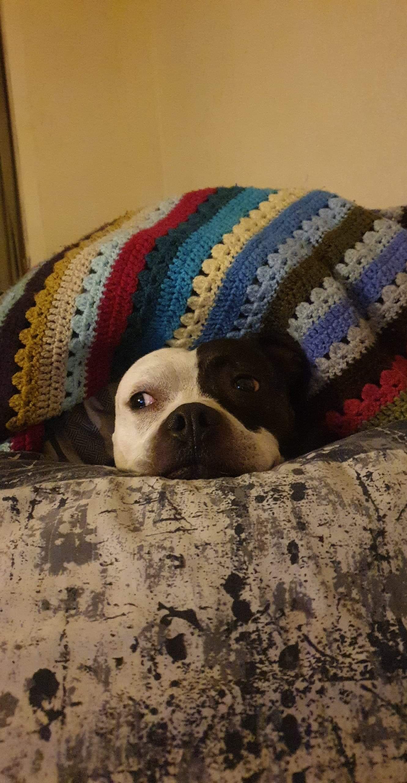 Belle in her firework fort | Scrolller