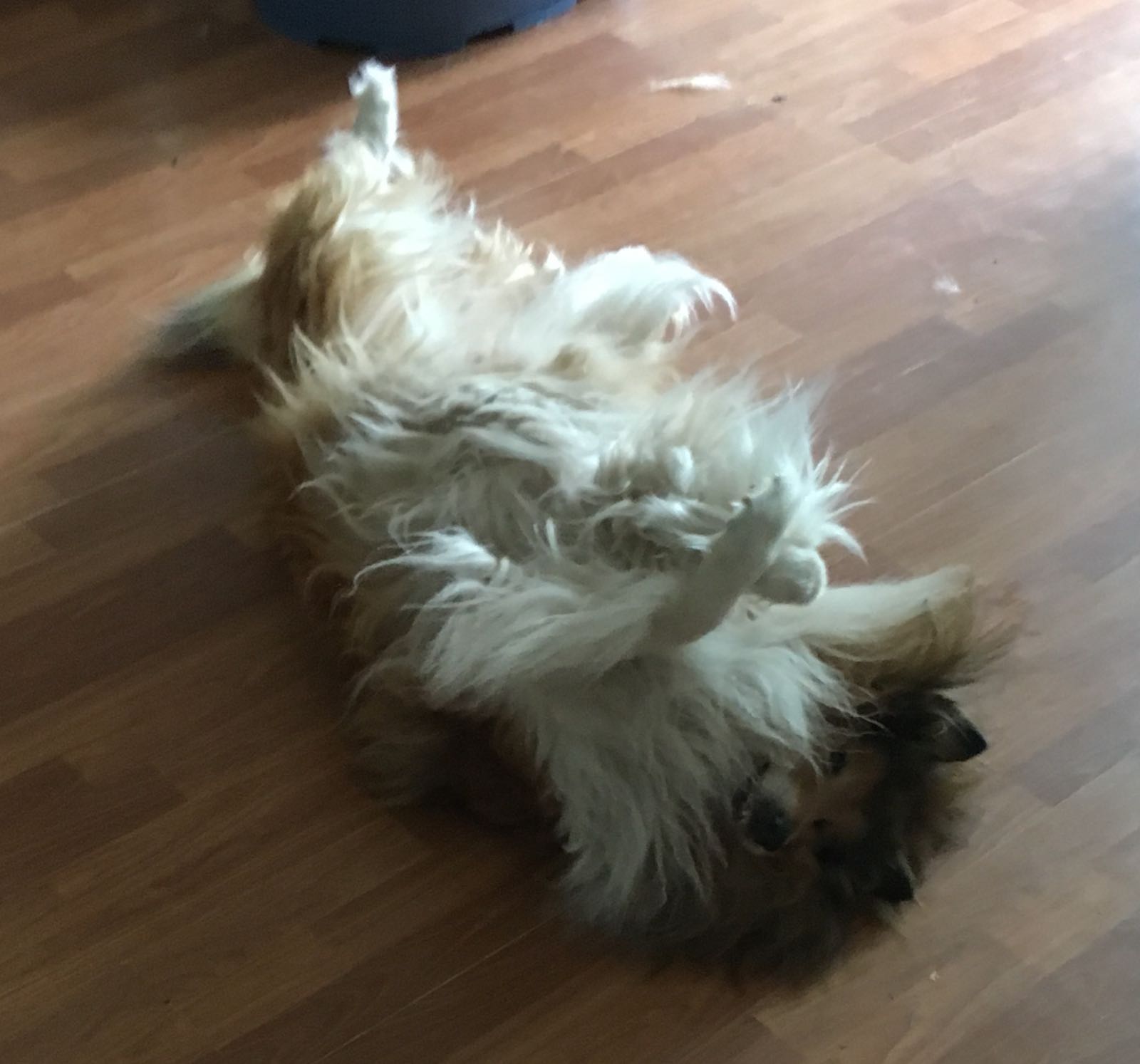 Belly rub? | Scrolller