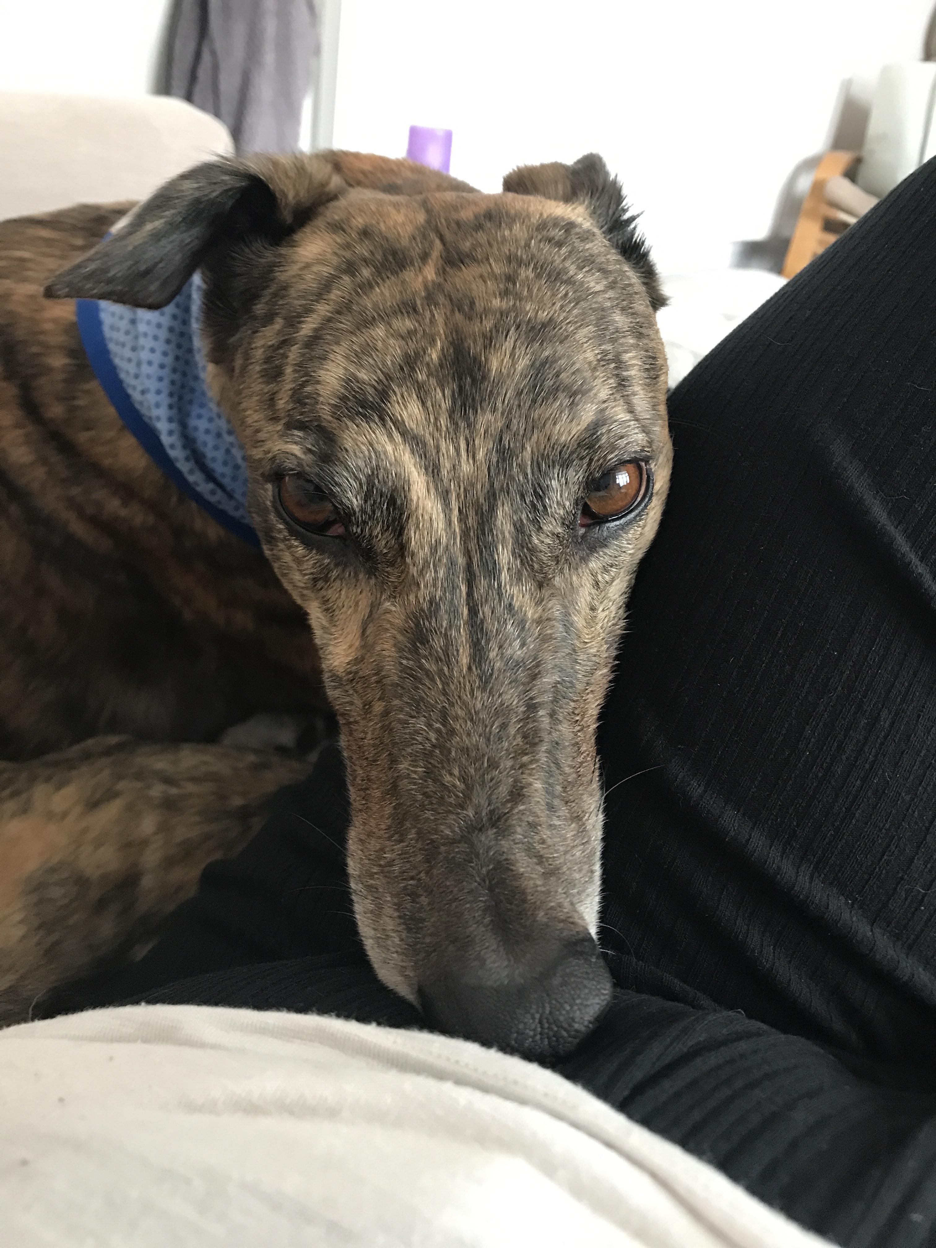 Bendy snoot | Scrolller