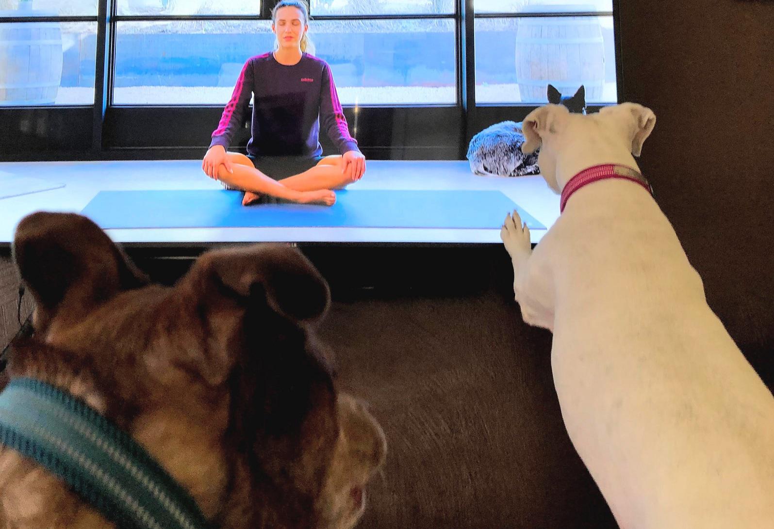 Benji fan | Scrolller