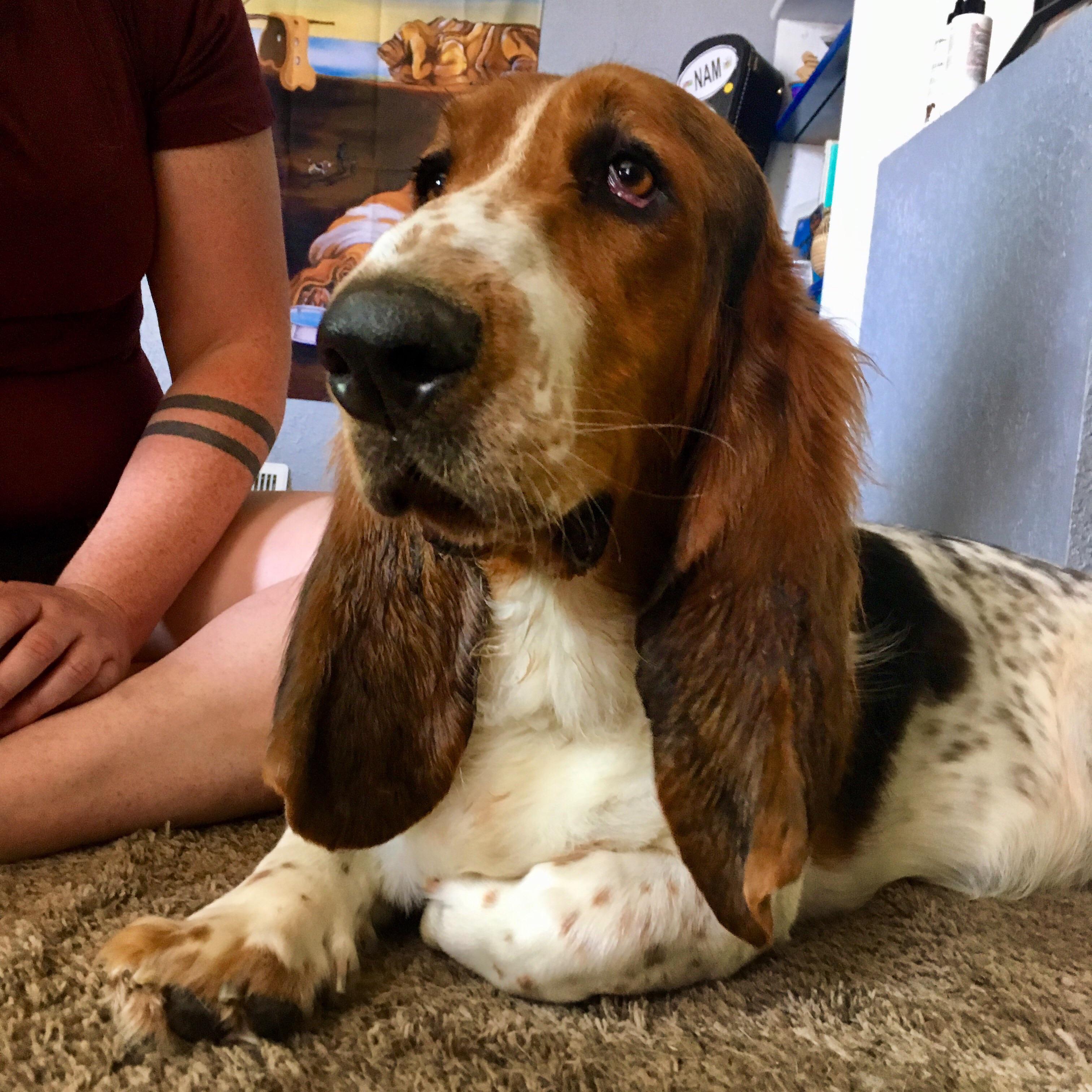 Benny, our new handsome man | Scrolller