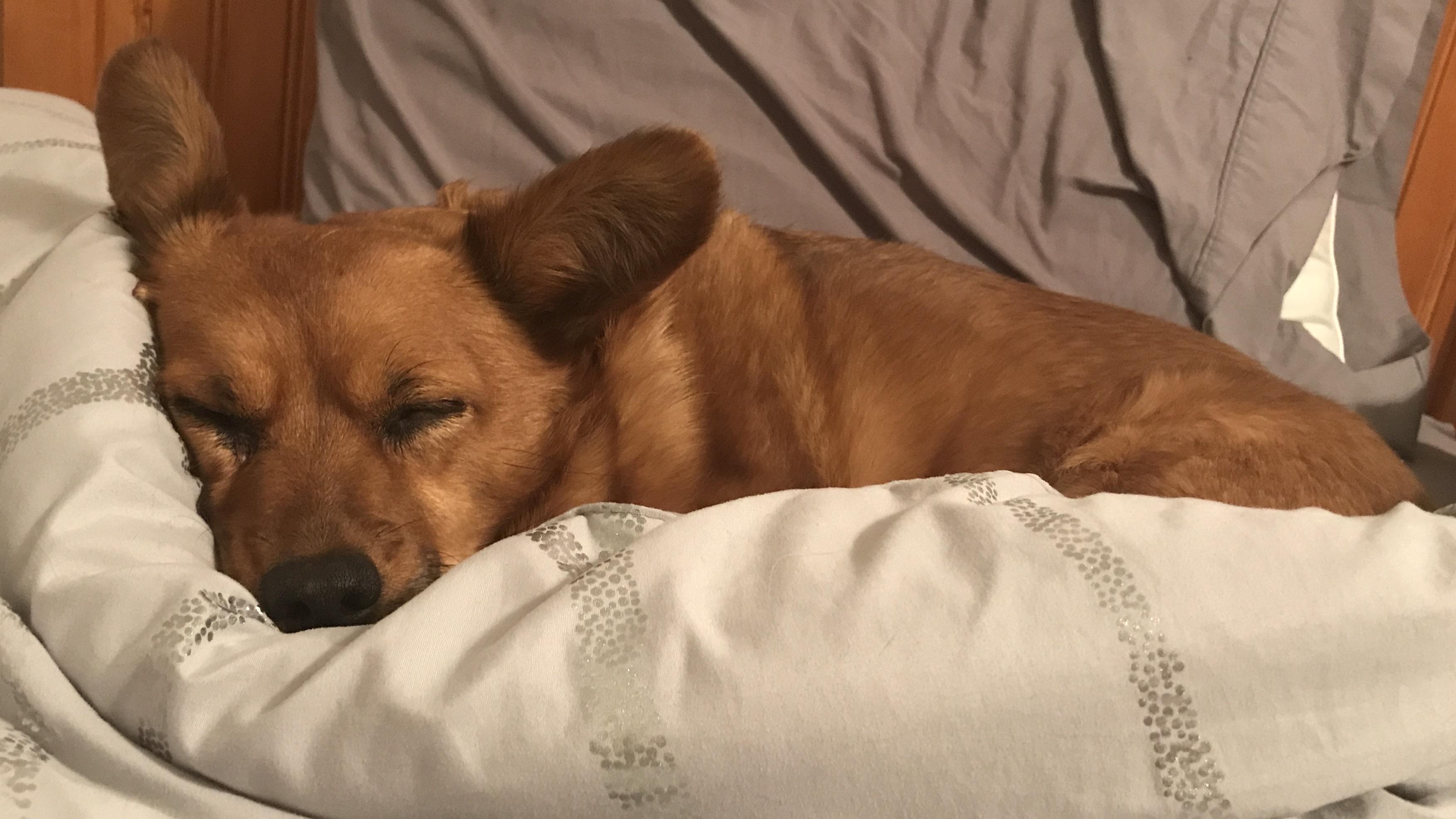 Bentley, the Dorgi, taking a snooze. | Scrolller