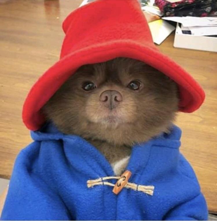 Bertie the Pomeranian in a Paddington costume | Scrolller