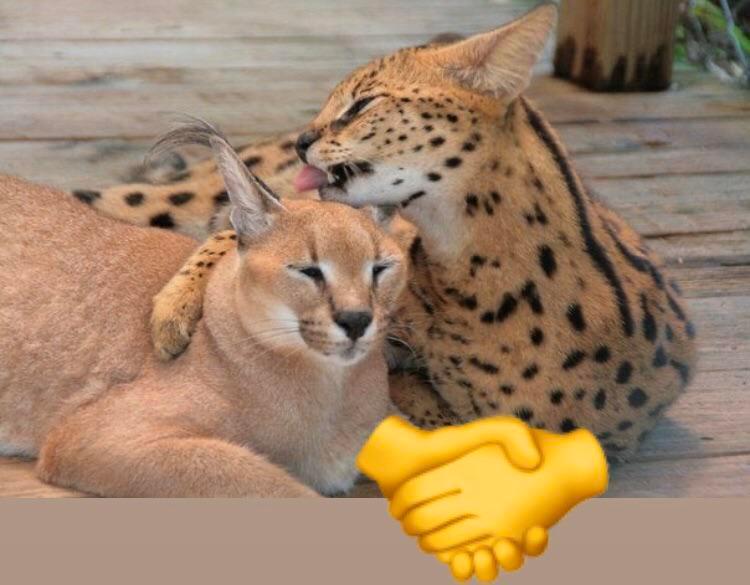 Best buds | Scrolller