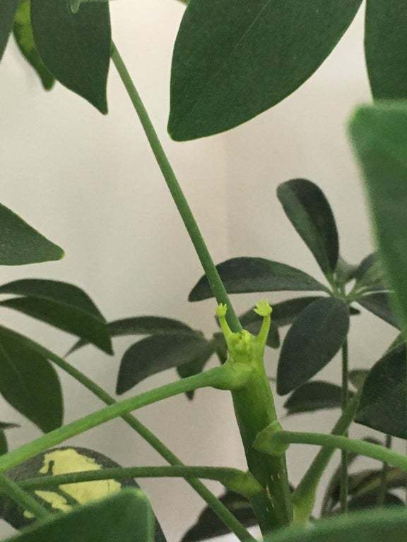 best plant... | Scrolller