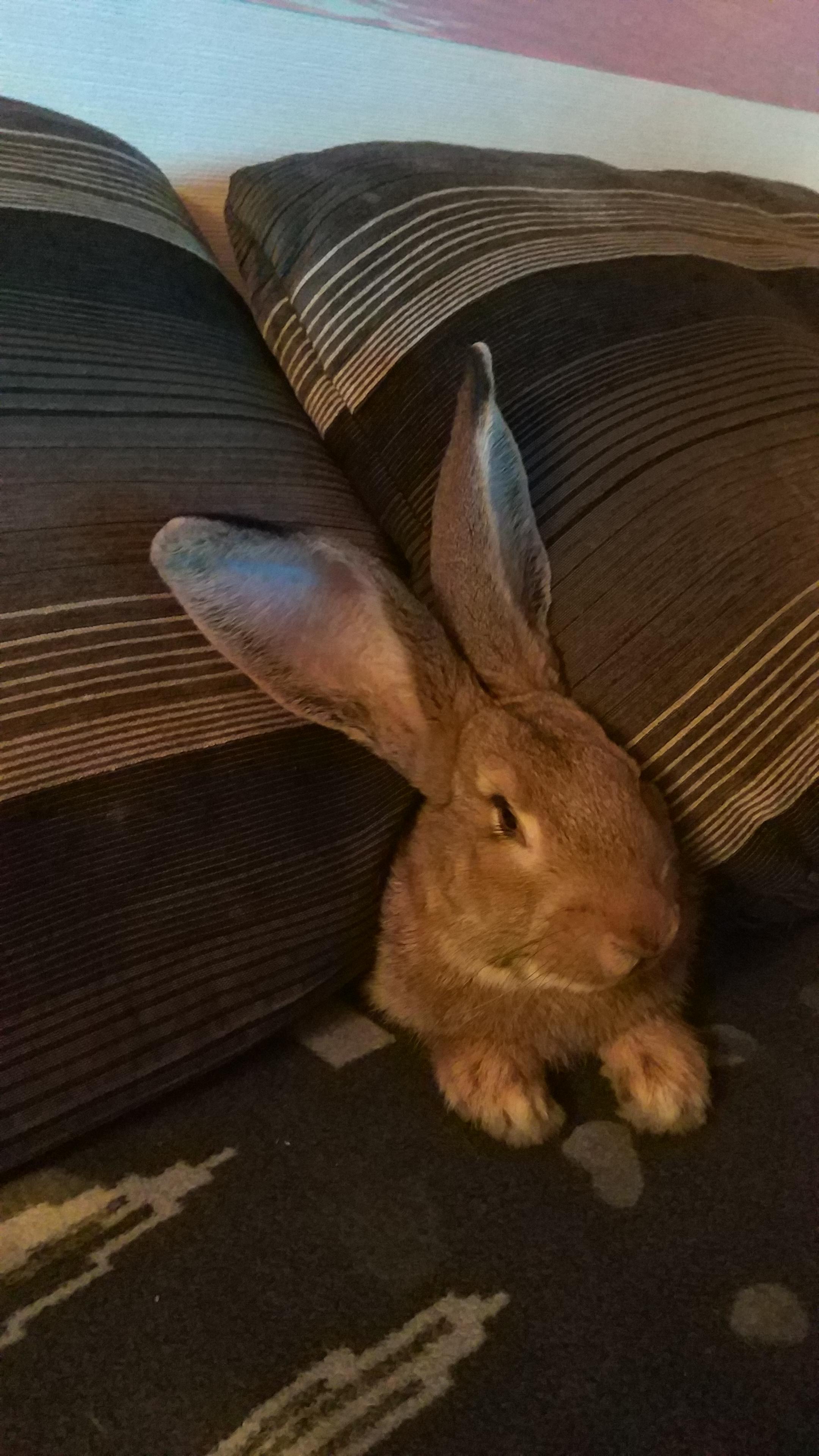 Best spot on a couch | Scrolller