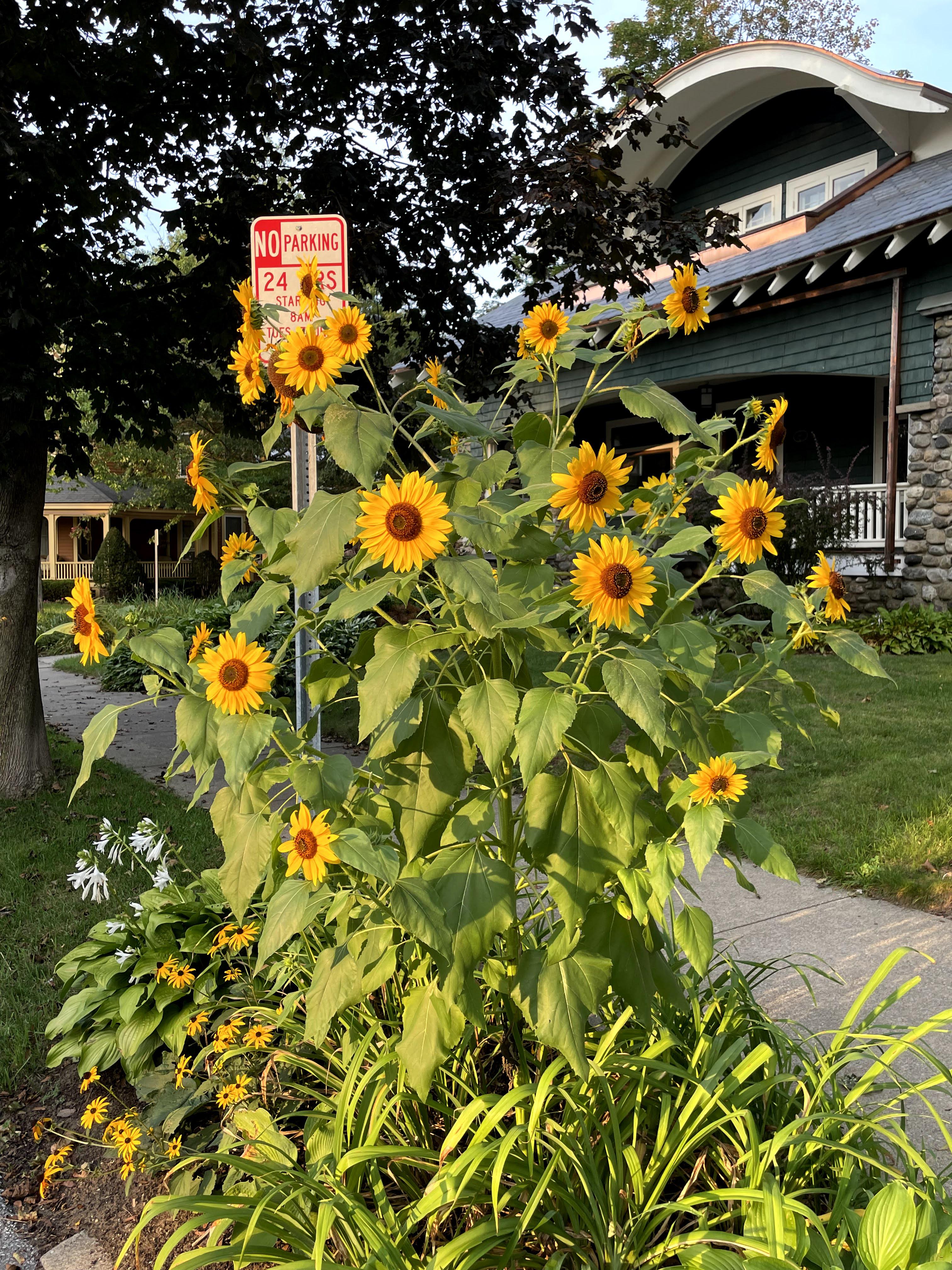 Best sunflowers are the ones that randomly show up! | Scrolller