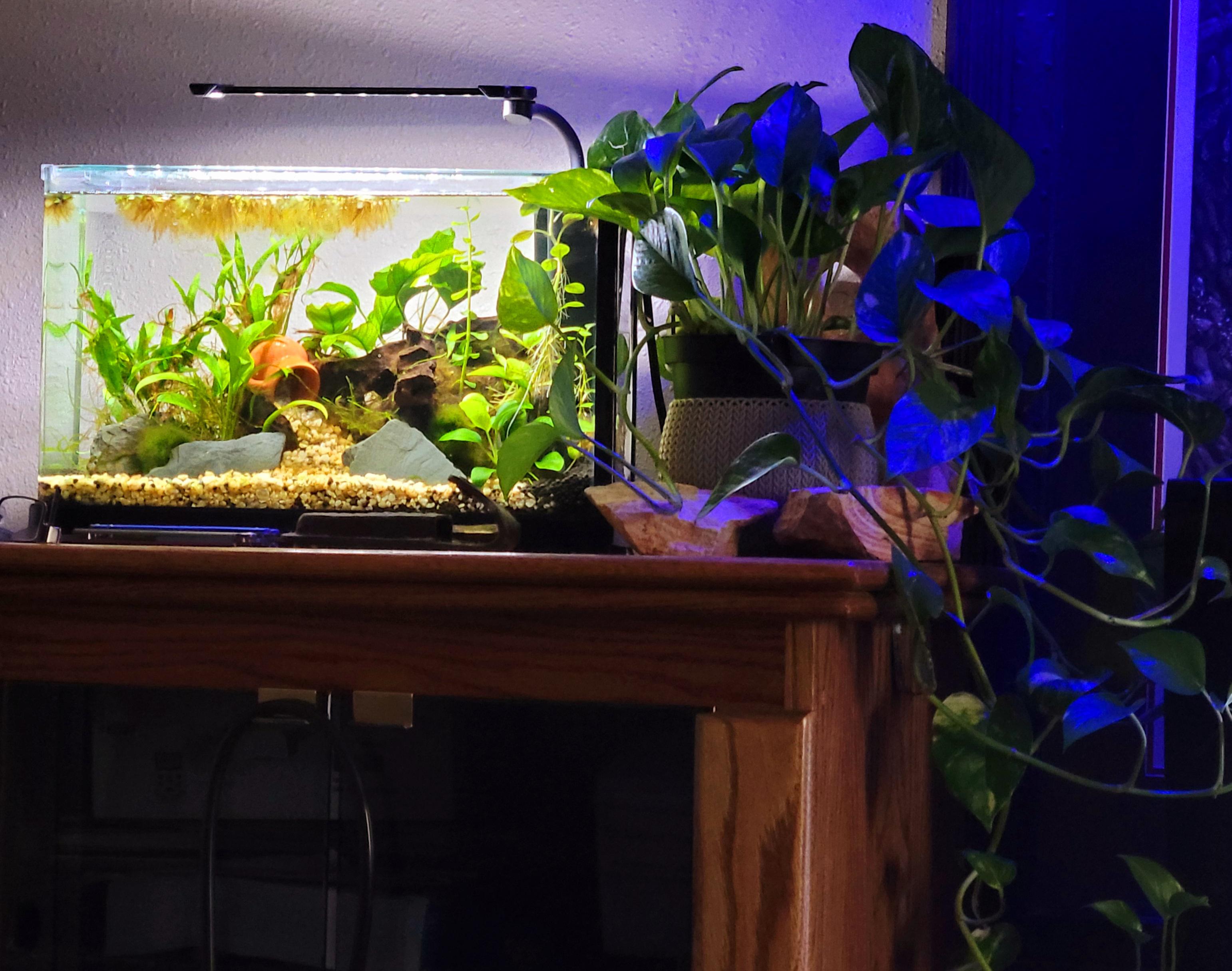 Betta set up | Scrolller