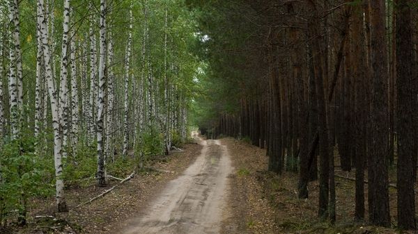 Between meadows and black forest | Scrolller