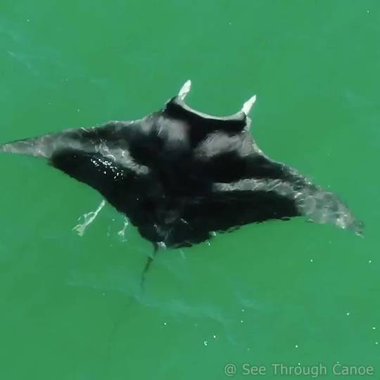 🔥 Big beautiful Manta Ray Filter Feeding | Scrolller