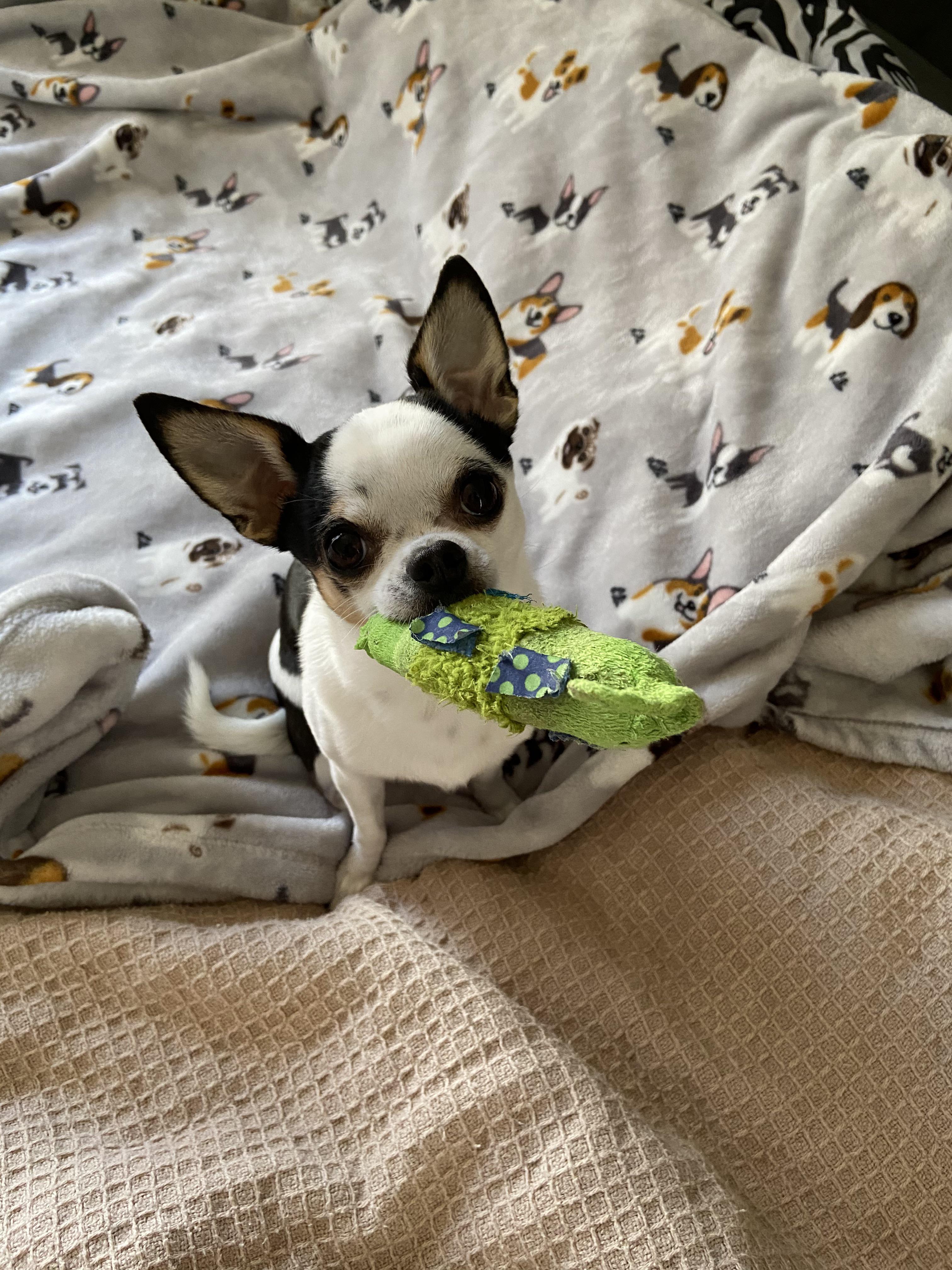 Big ears, bigger heart 💜🦖 | Scrolller