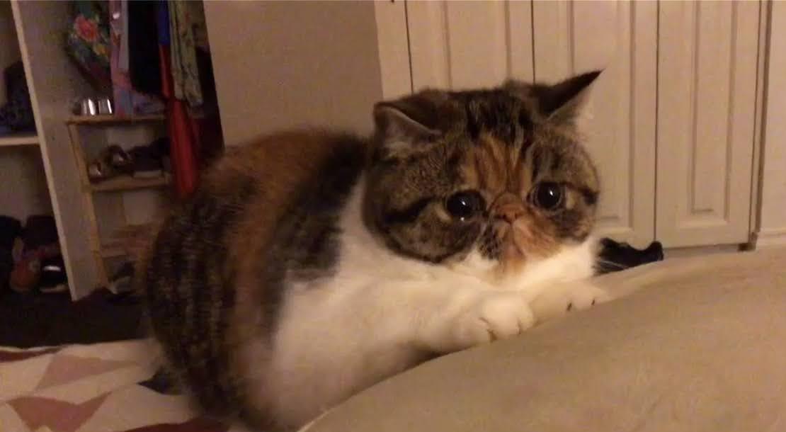 Big floof smol nose | Scrolller