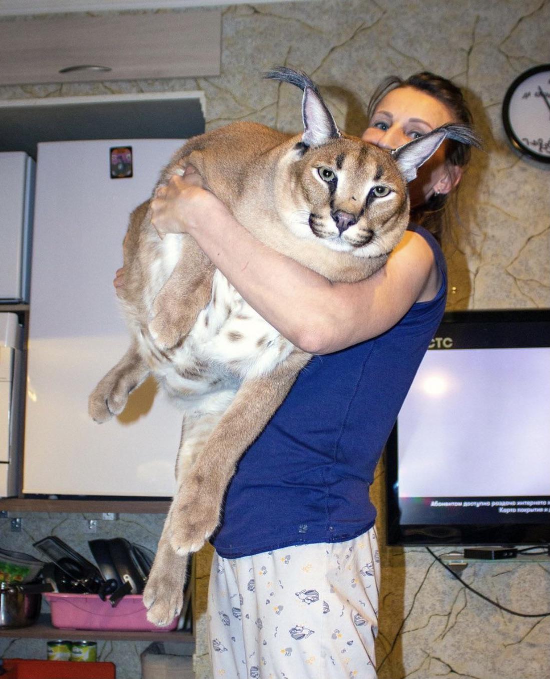 Big Floppa | Scrolller