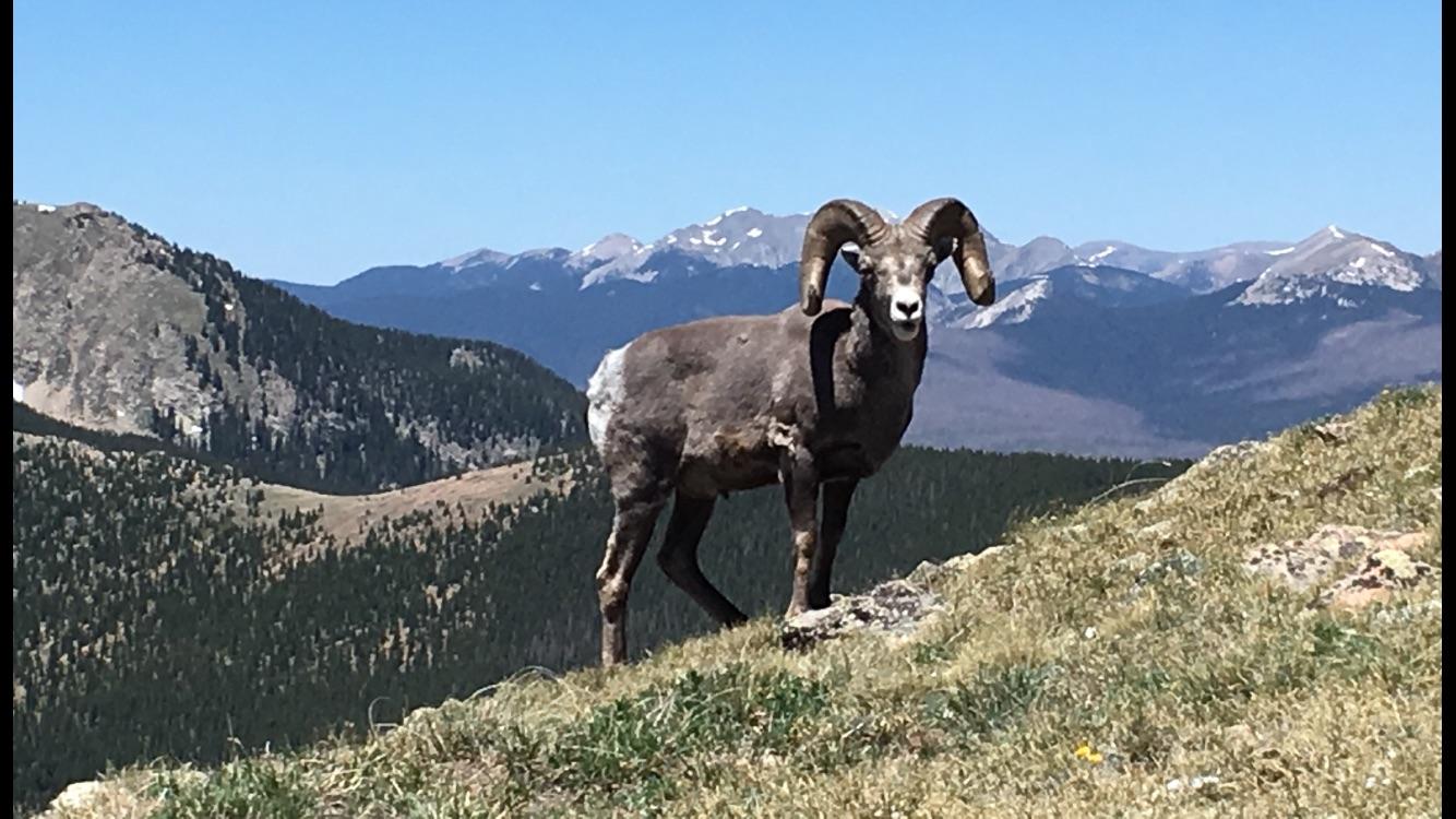 Big Horn Ram up close and personal in the Pecos Wilderness | Scrolller