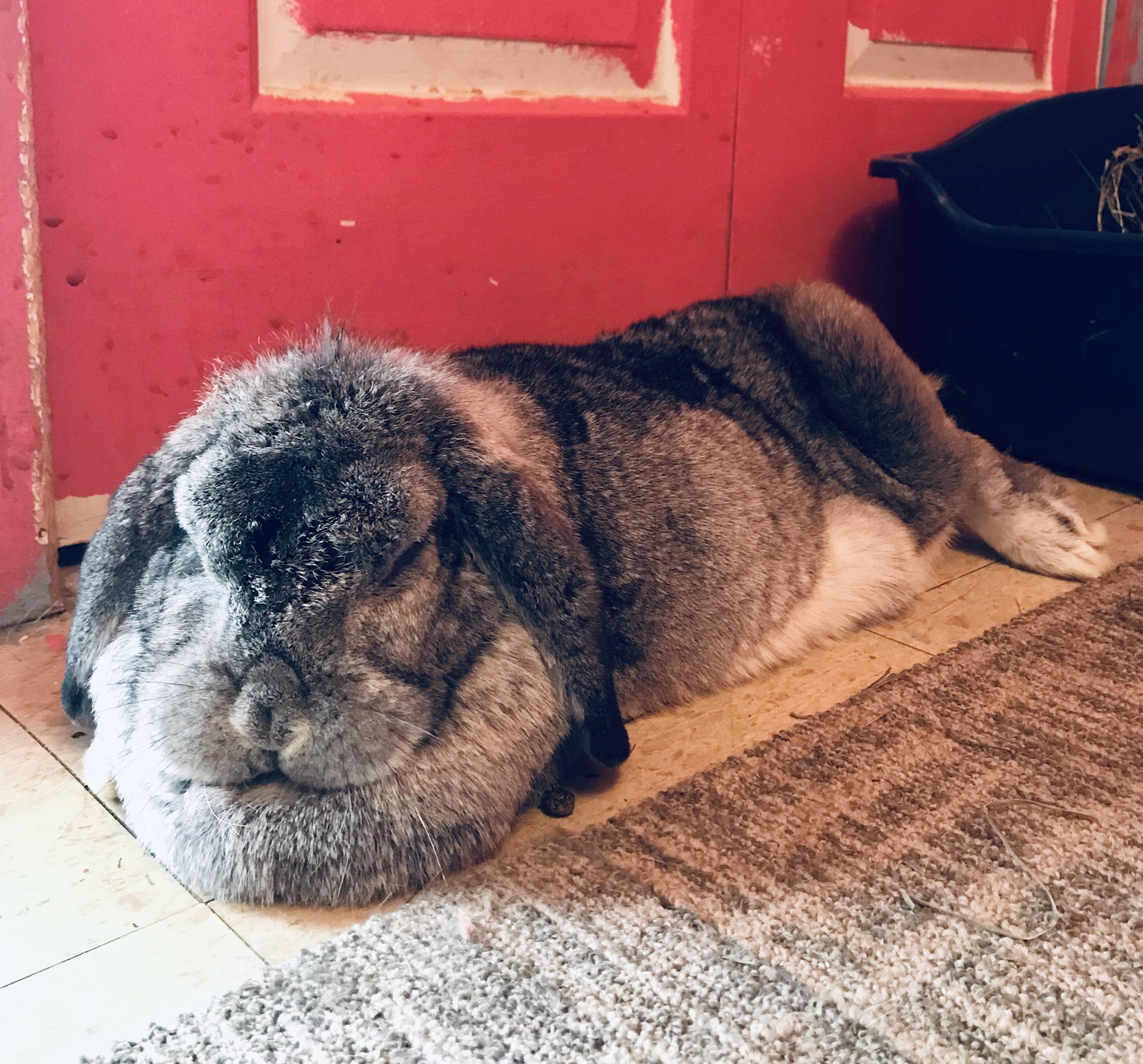 Big Mama Chill | Scrolller