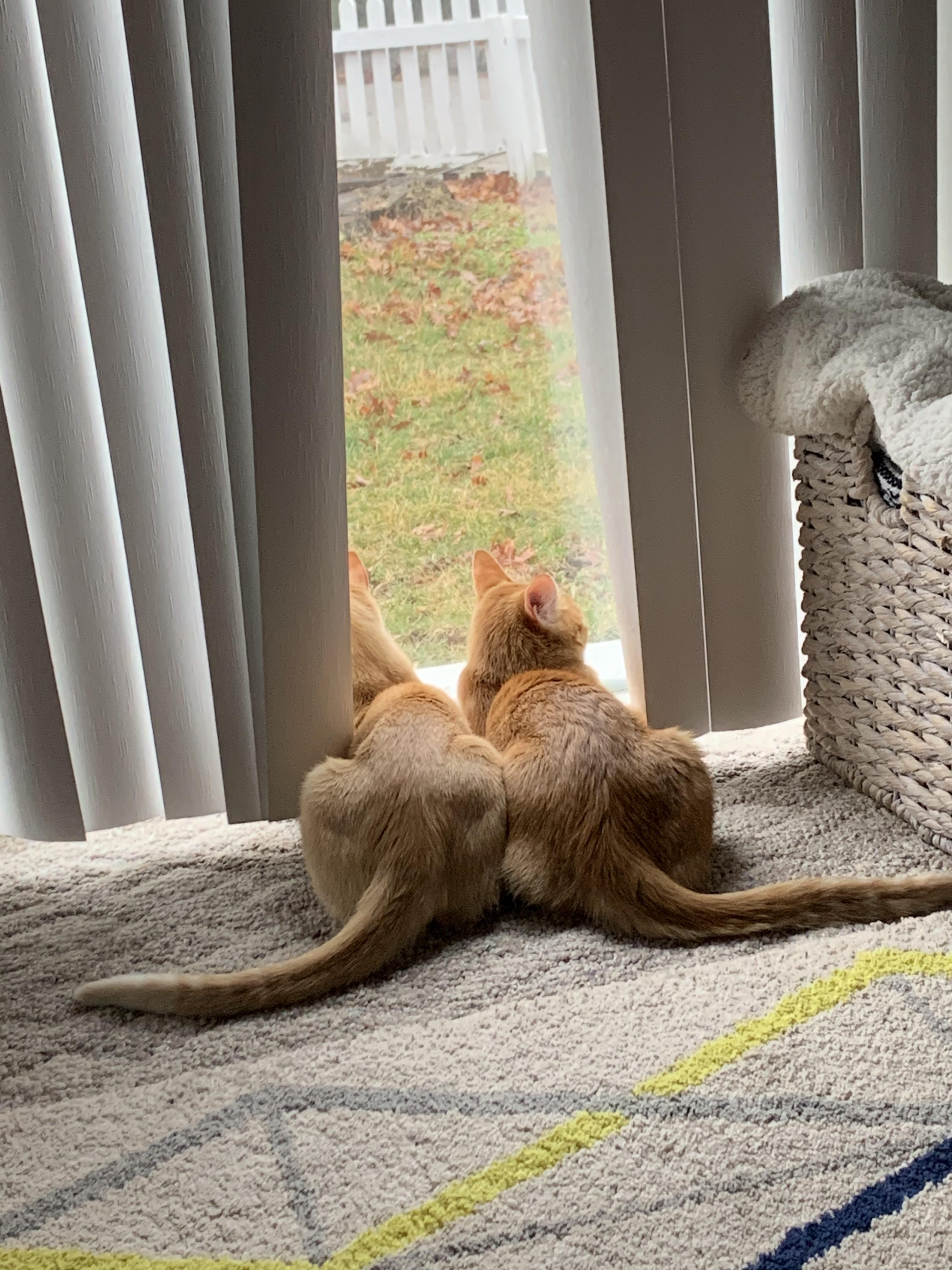 Big ole bonded cat butts | Scrolller