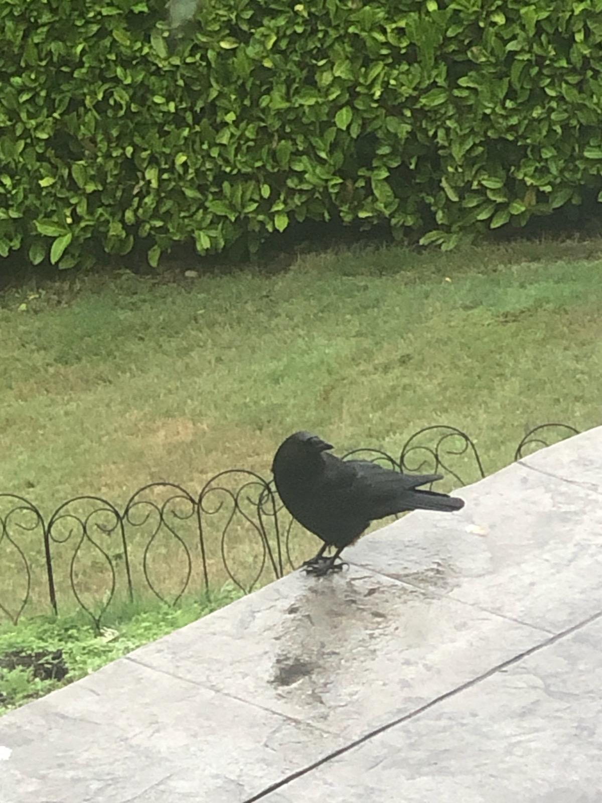 Big Raven in my backyard | Scrolller