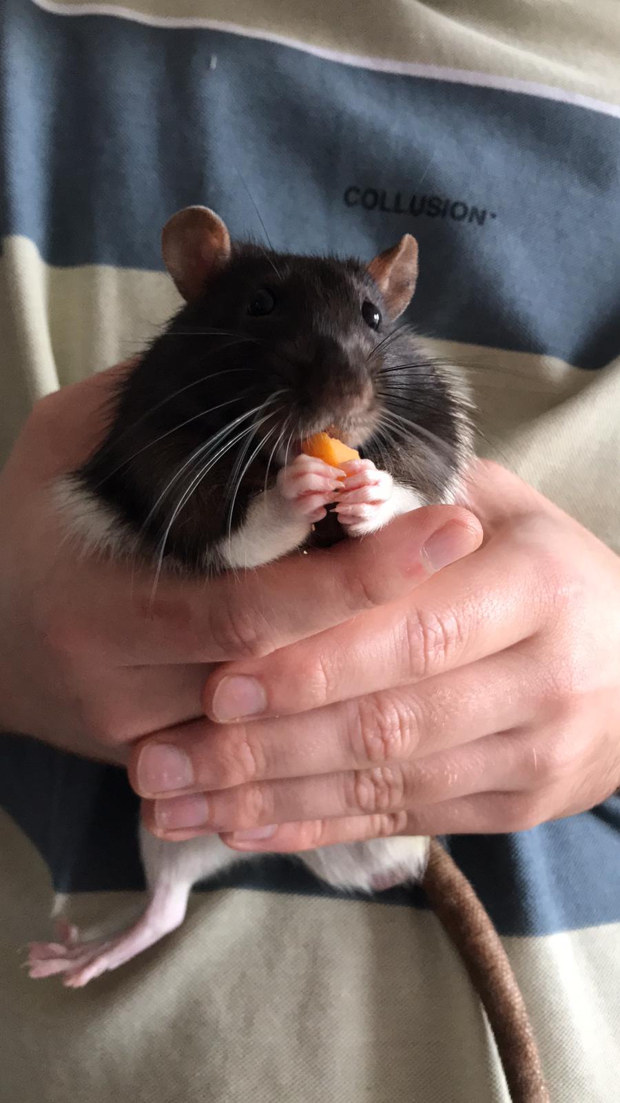 Big Remy definitely likes his cheese | Scrolller