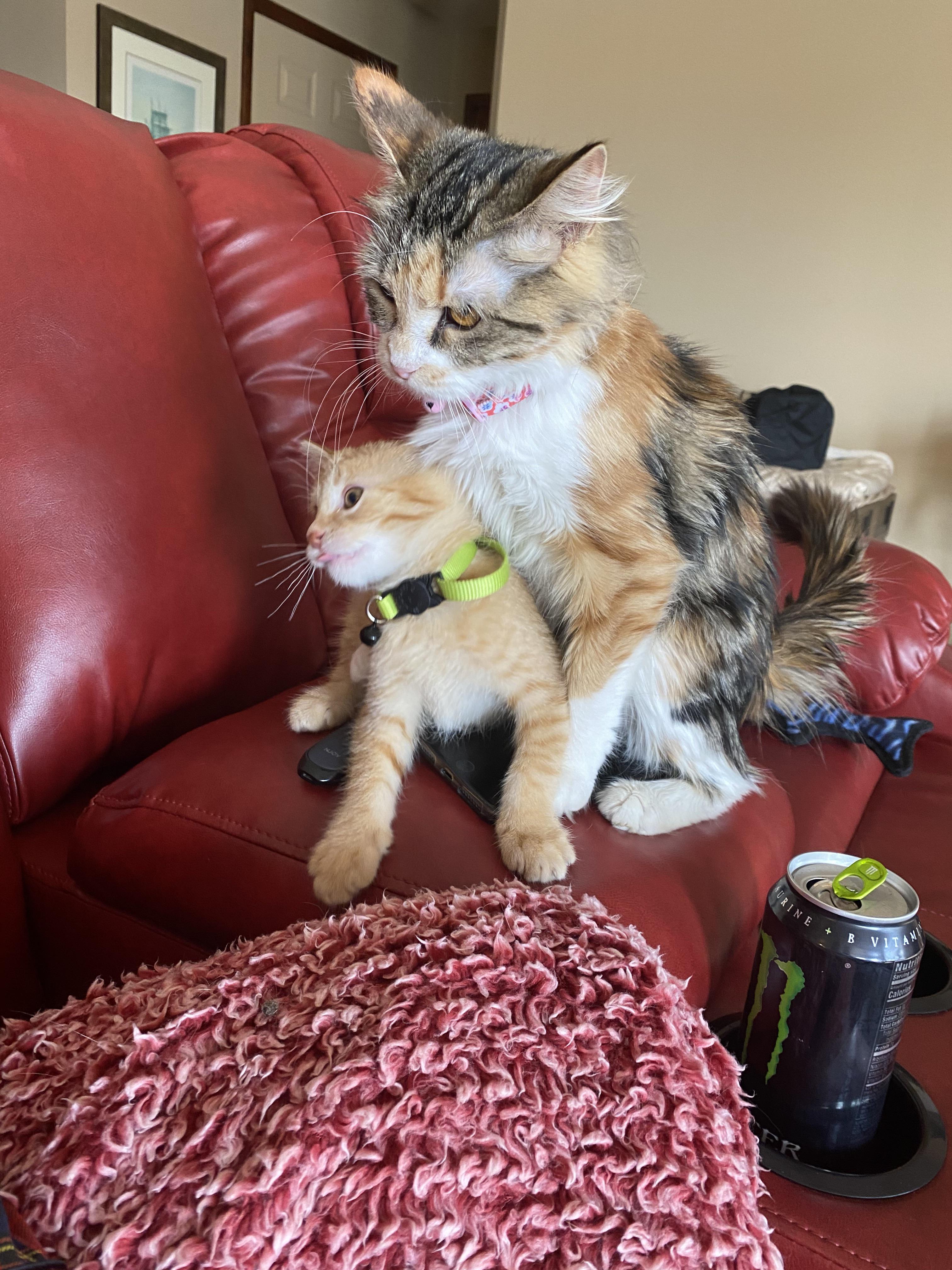 big sis and little bro | Scrolller