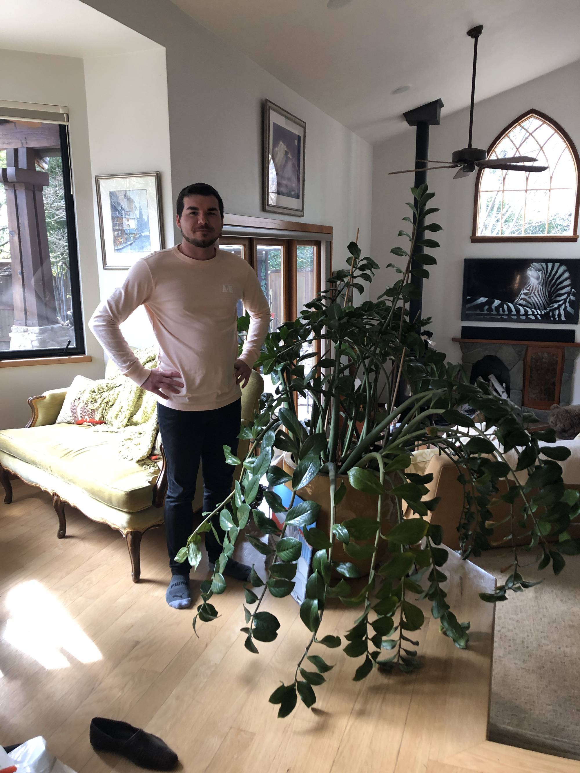 Biggest ZZ plant I've ever seen! Over 20 years old. I'm 5'7" for scale. | Scrolller