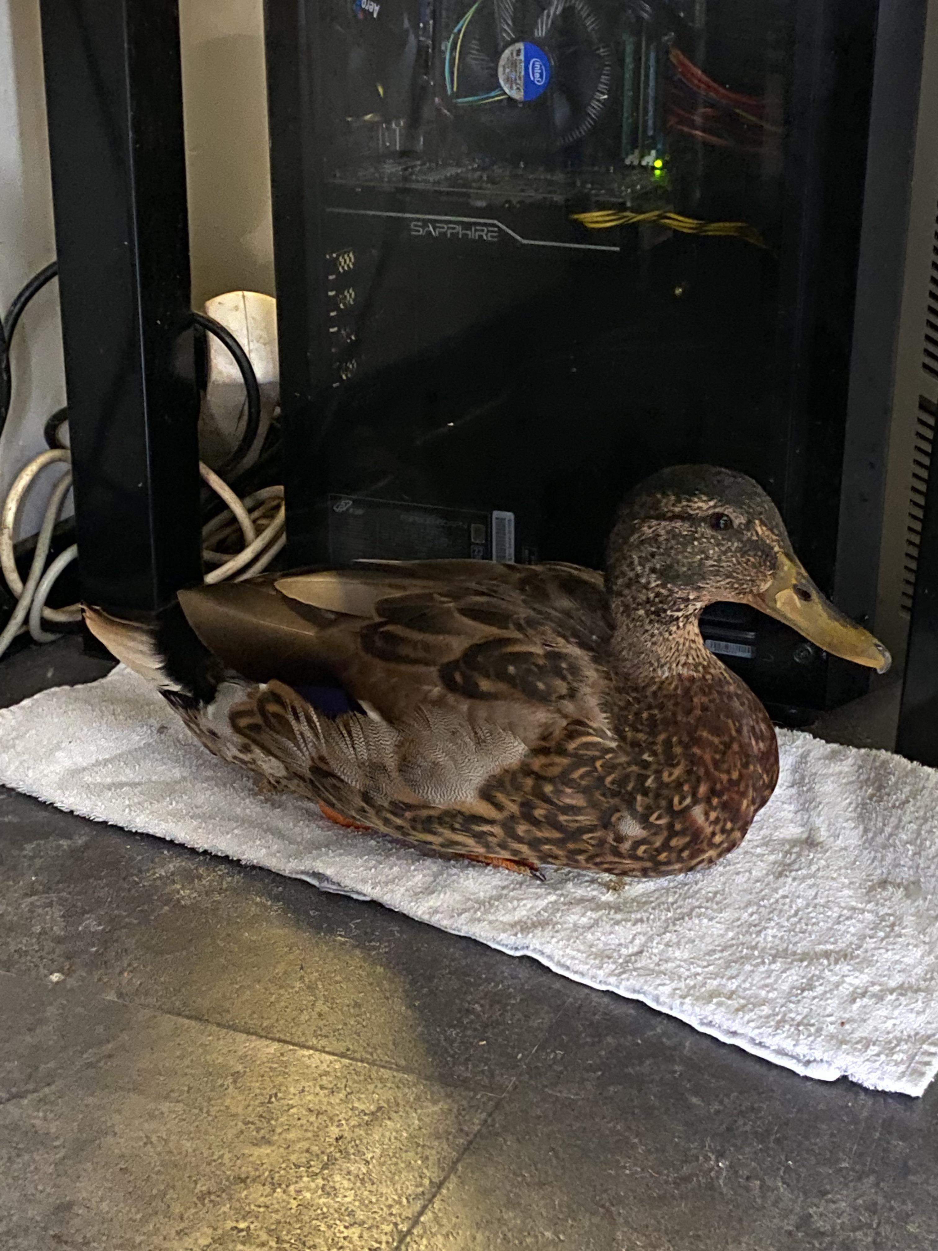 Billy is still a tech duck | Scrolller