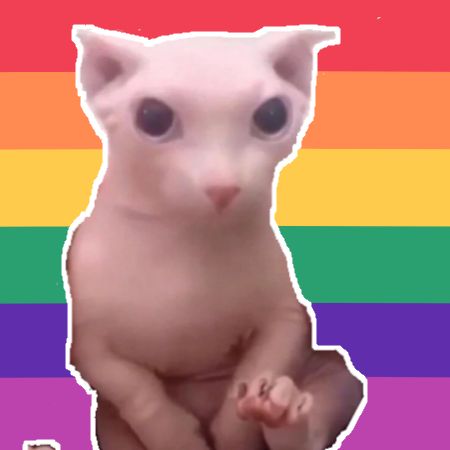 Bingus 😍 | Scrolller