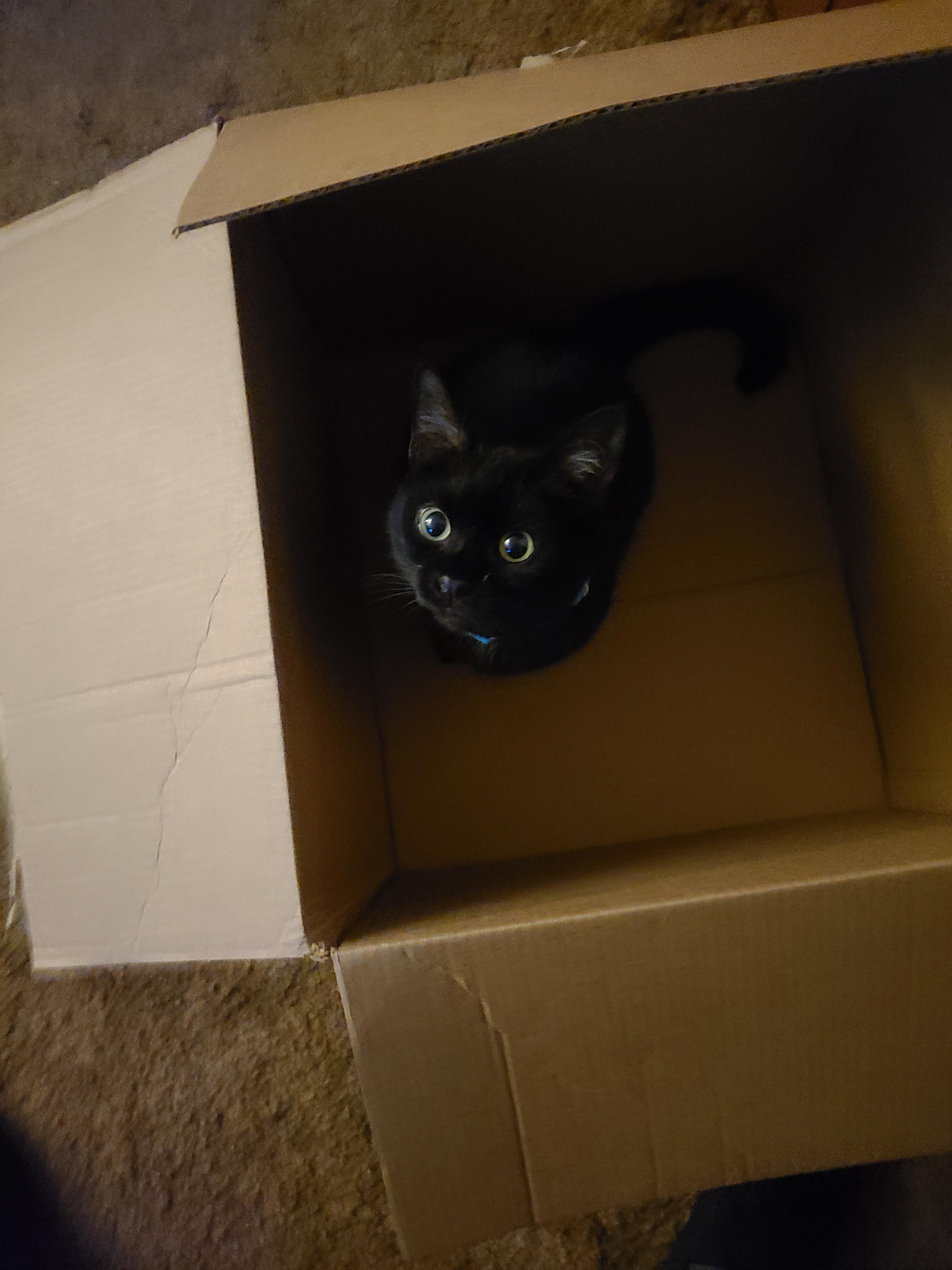 Binx in a box! | Scrolller