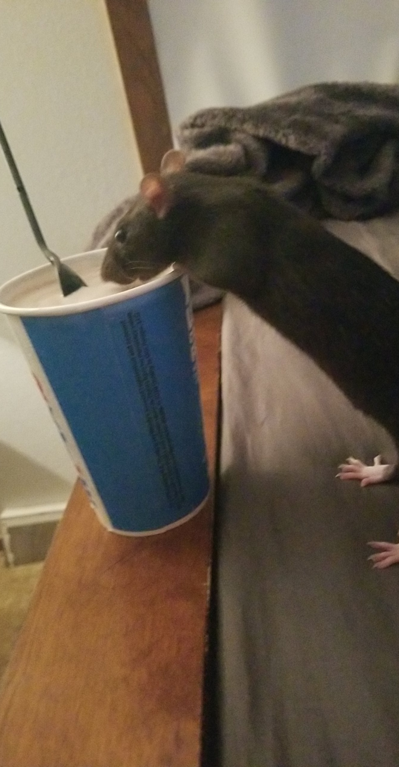 Binx....that was mine. 🍦🤦‍♀️ | Scrolller