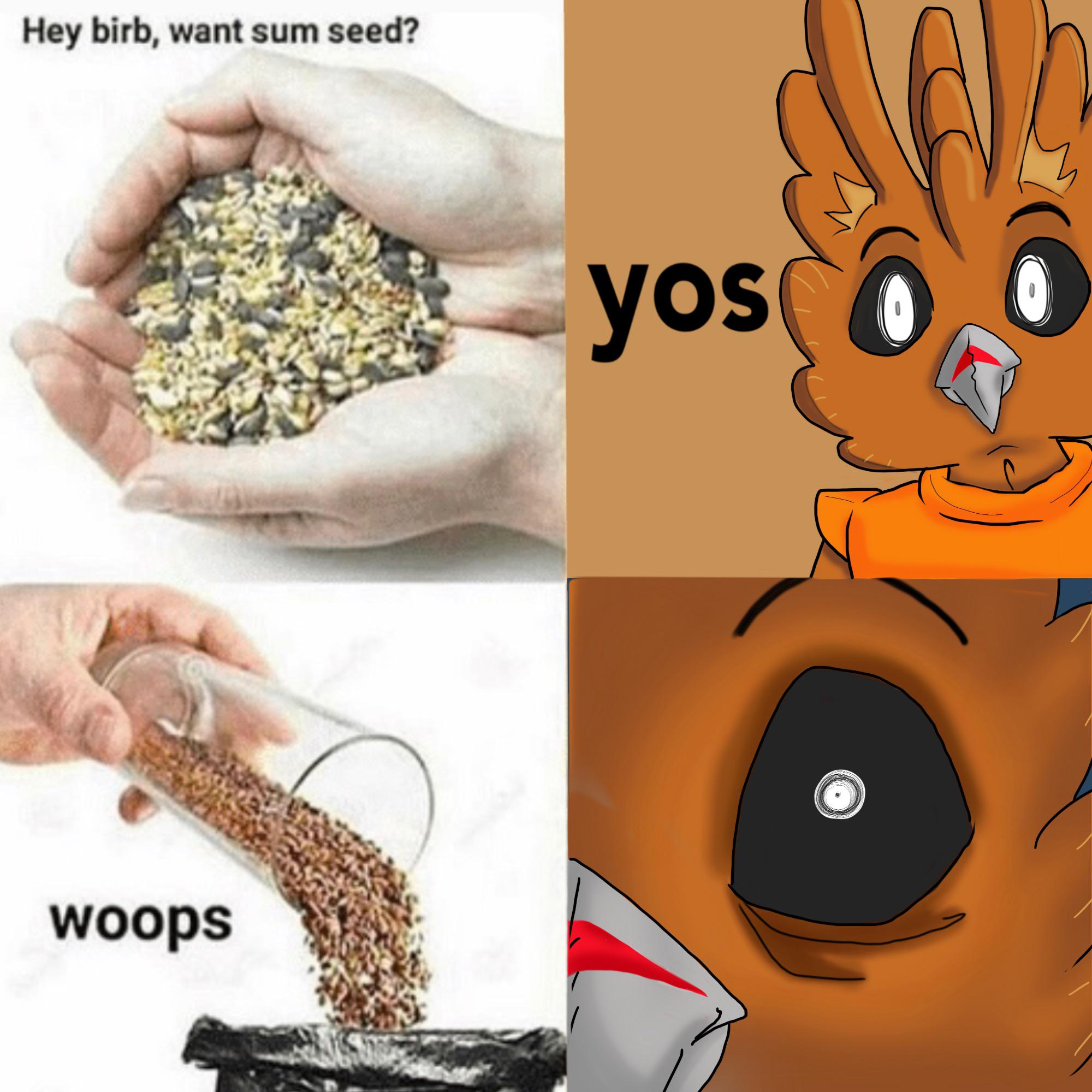 Birb_irl | Scrolller