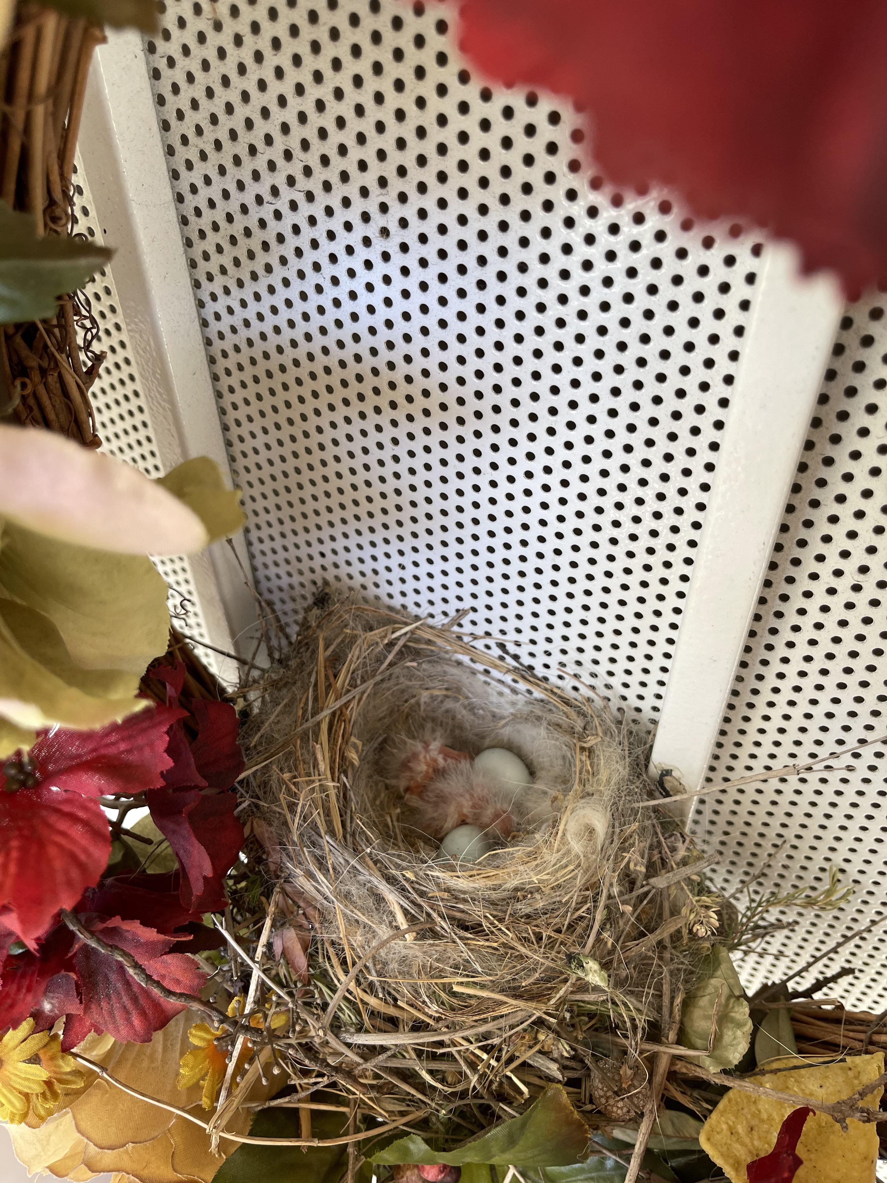 Bird law update; 2 bird! | Scrolller