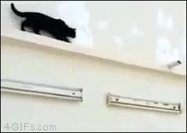 Bird flies behind cat on ledge | Scrolller