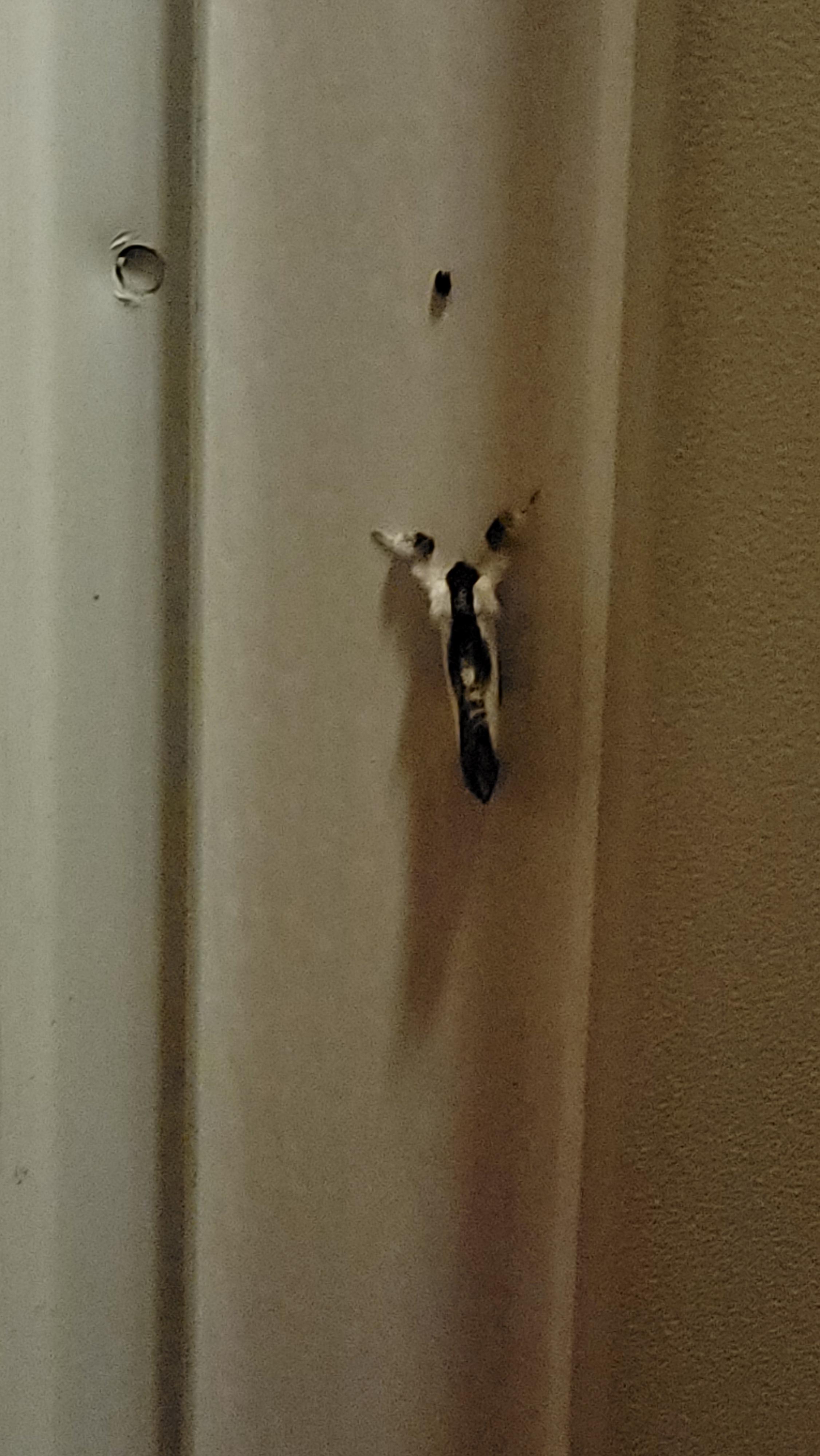 Bird poop bug | Scrolller